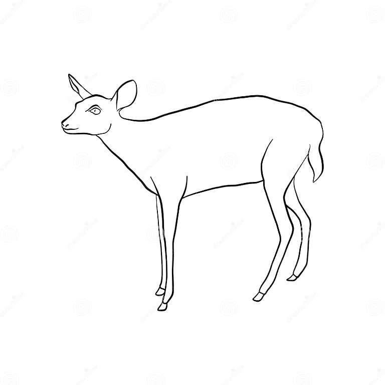 Vector drawing doe stock vector. Illustration of isolated - 119853202