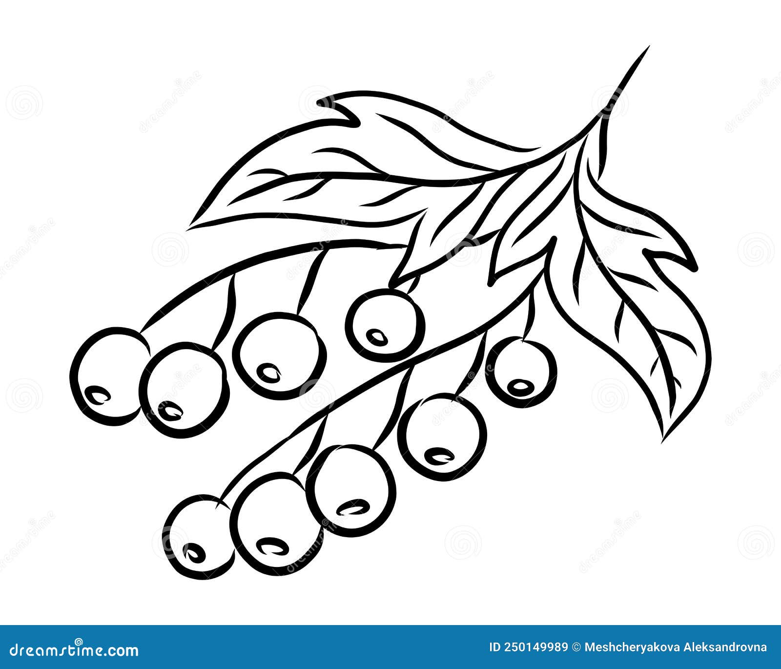 VECTOR LINEAR DRAWING of CURRANTS on a WHITE BACKGROUND Stock ...