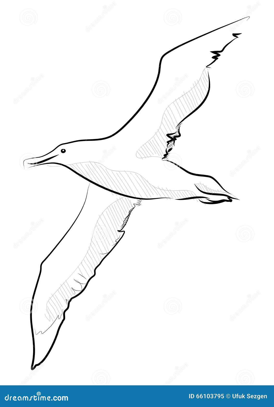 Vector Llustration Sketch Style Seagull Stock Illustration - Image ...