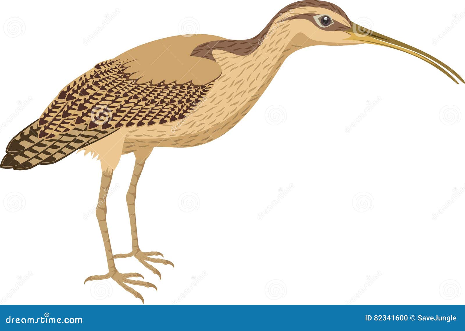 Vector Long Billed Curlew stock vector. Illustration of zoology - 82341600