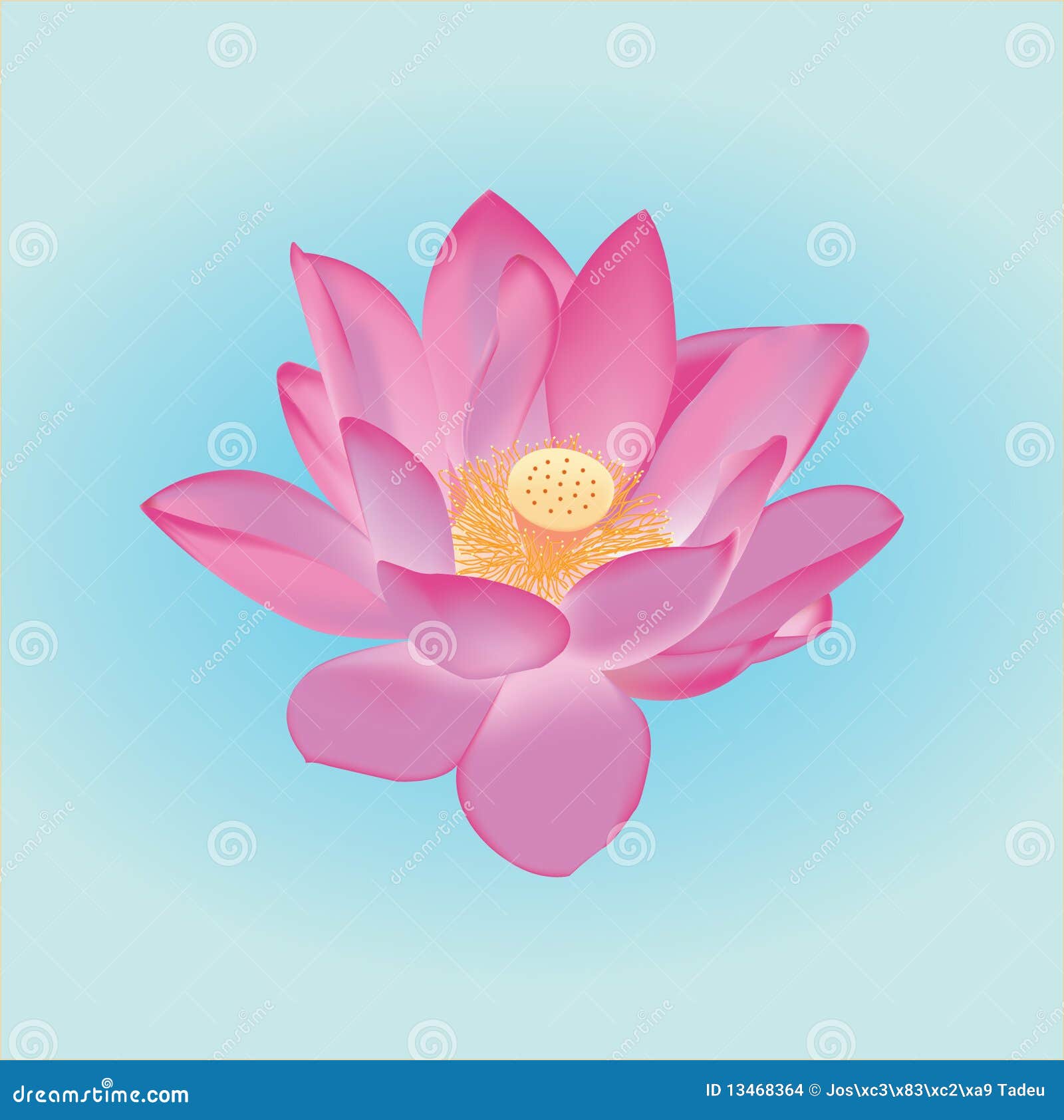Vector Lotus Flower - Water Lilly Stock Vector - Illustration of ...