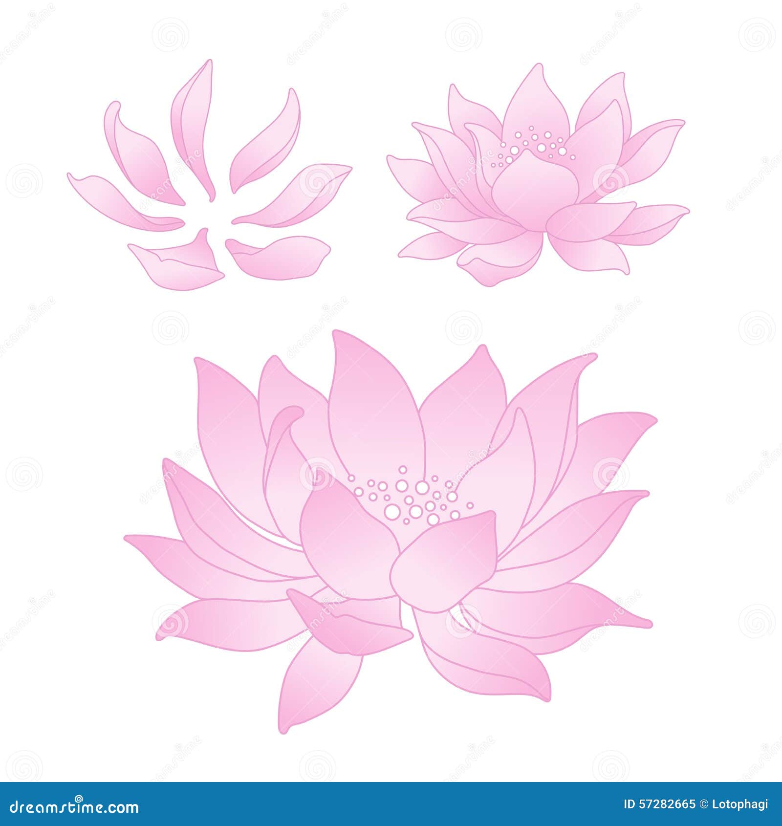 Vector lotus flowers stock vector. Illustration of vector - 57282665