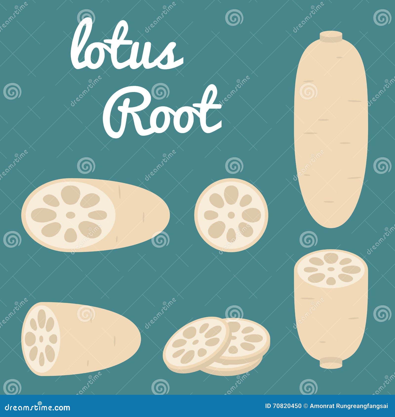 Vector Lotus root stock vector. Illustration of healthcare - 70820450