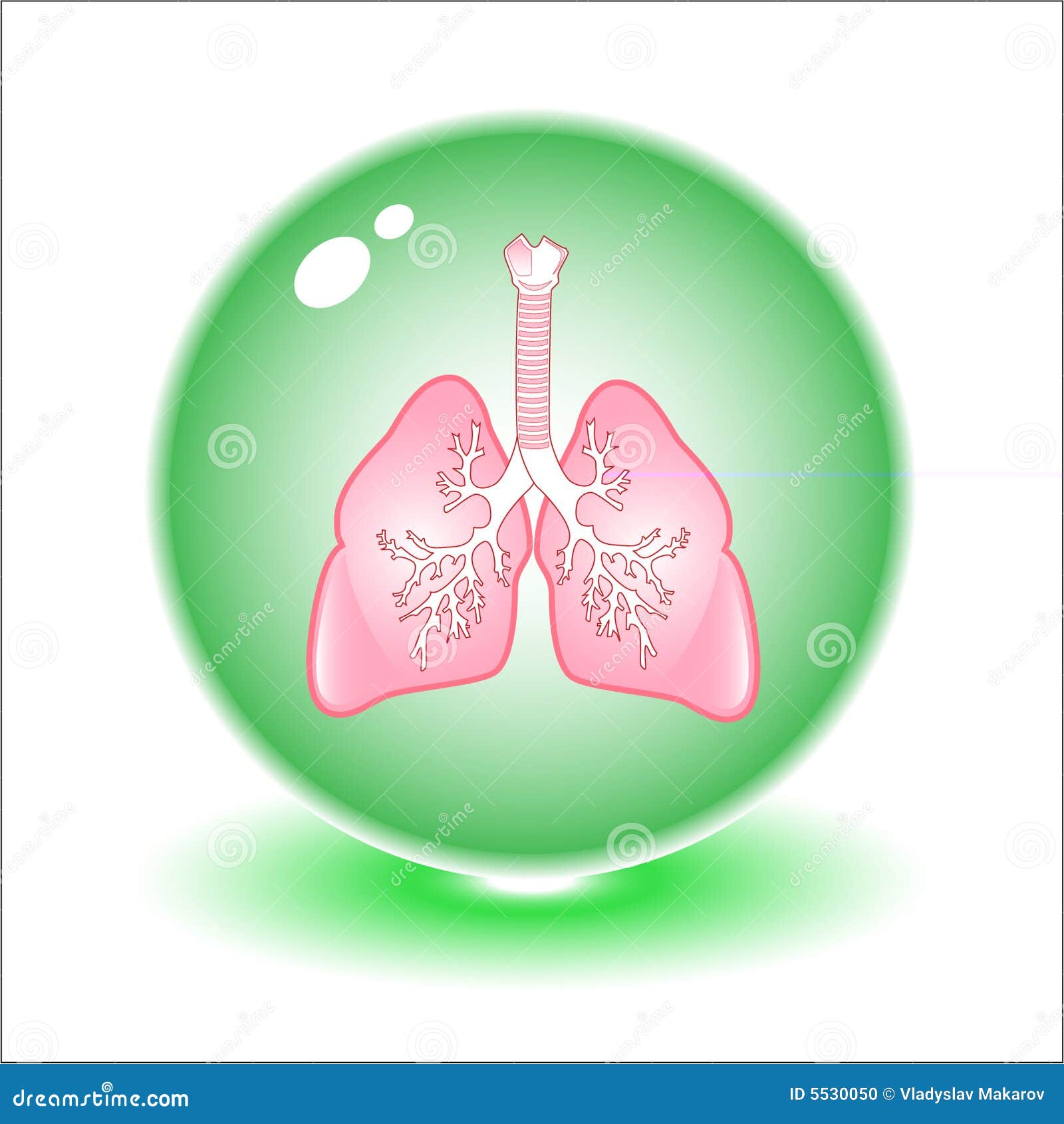 Vector lungs illustration stock vector. Illustration of internal - 5530050