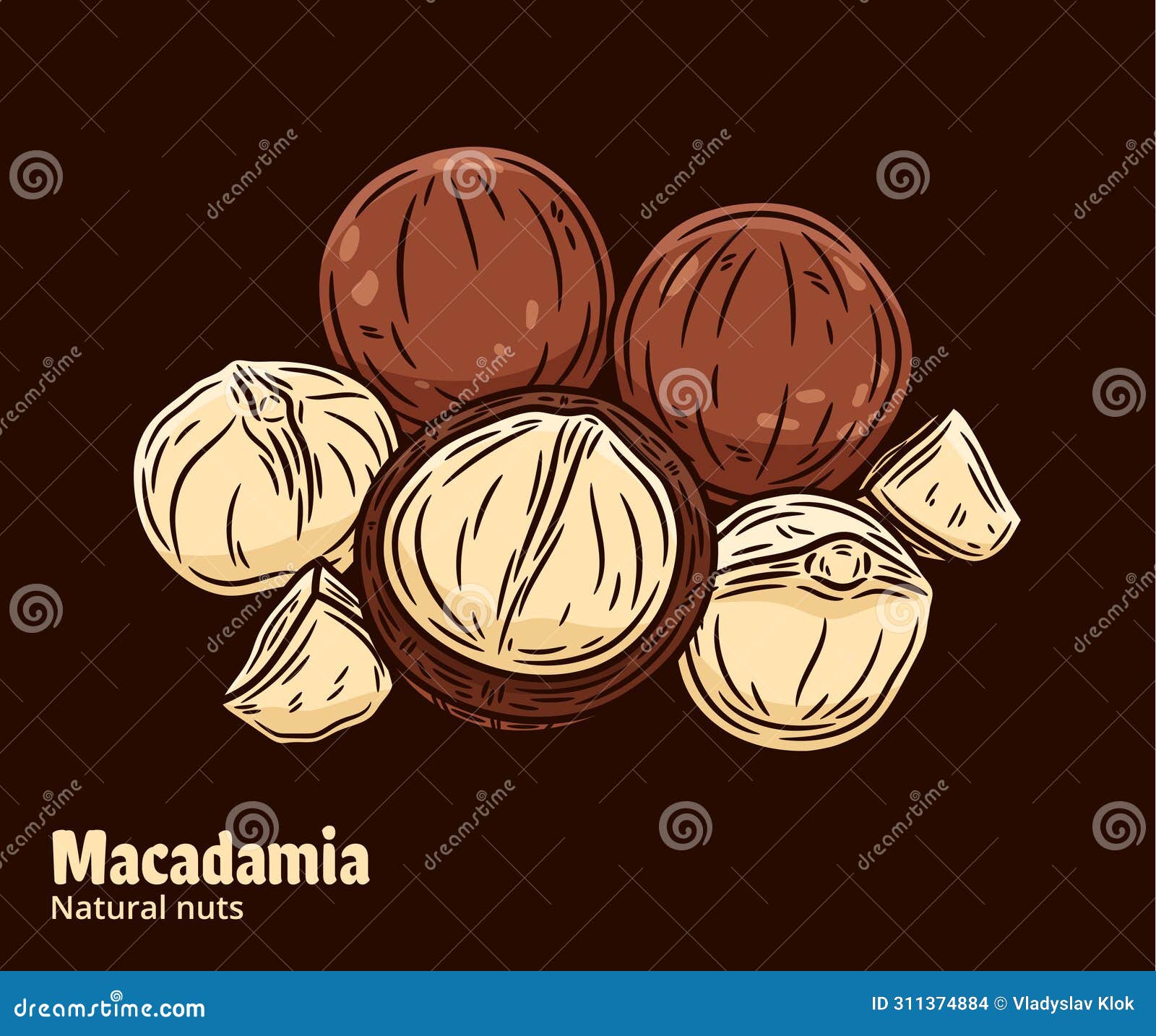 Vector Macadamia Set, Nut. Botanical Illustration | CartoonDealer.com ...