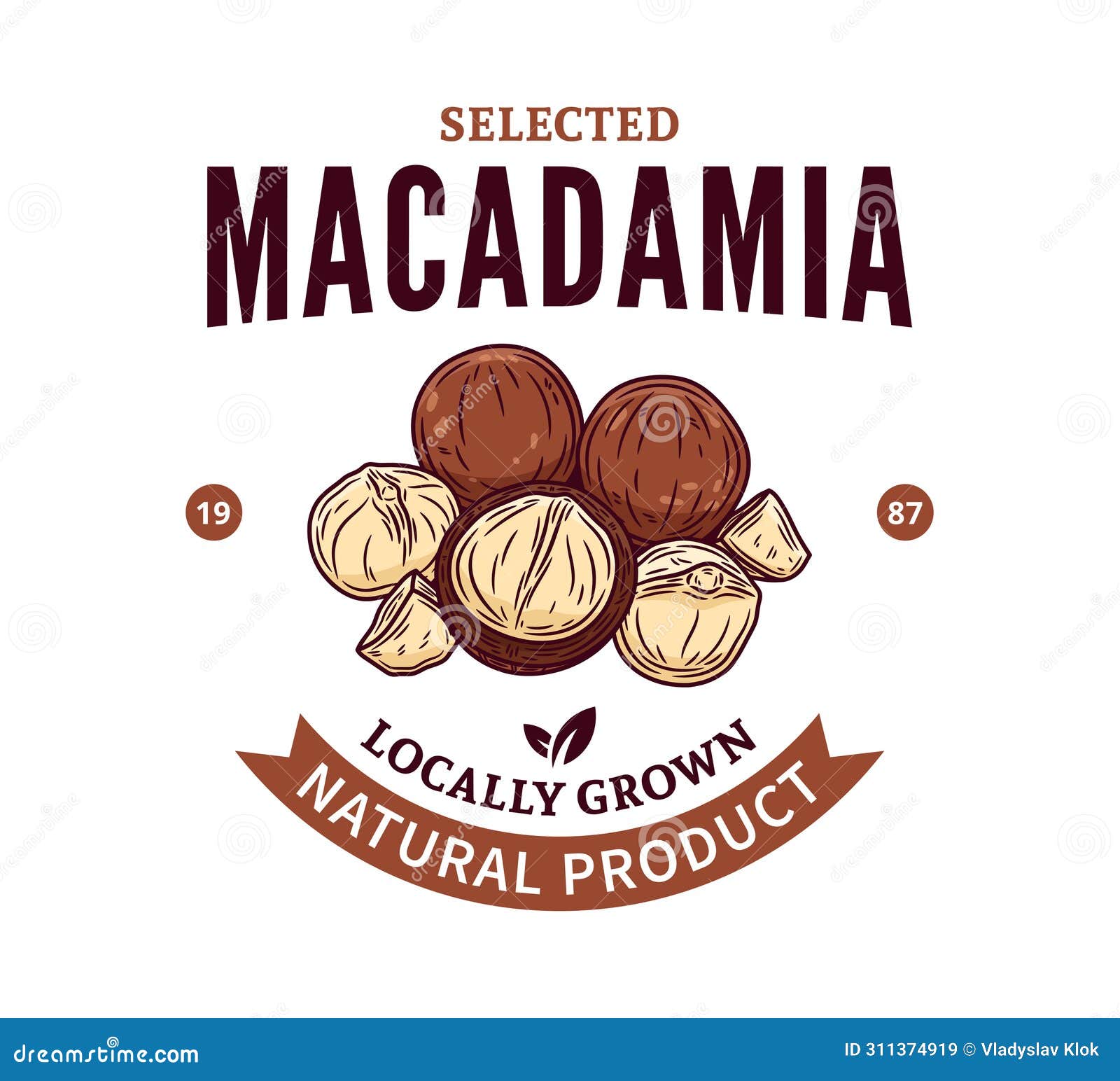 Vector Macadamia Hand Drawn Illustrations Set, Isolated Sketches, Nuts ...