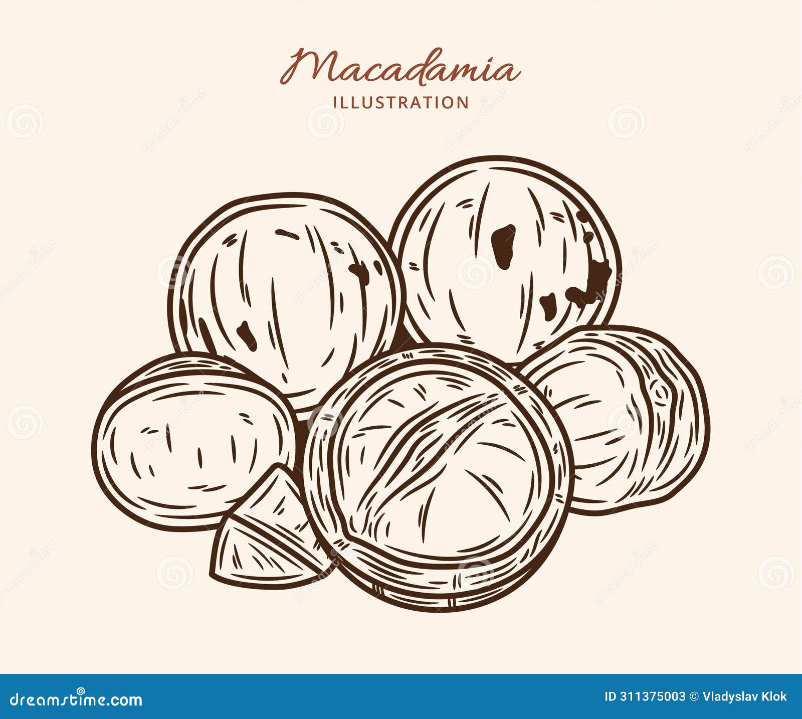 Vector Macadamia Illustration Stock Vector - Illustration of food ...