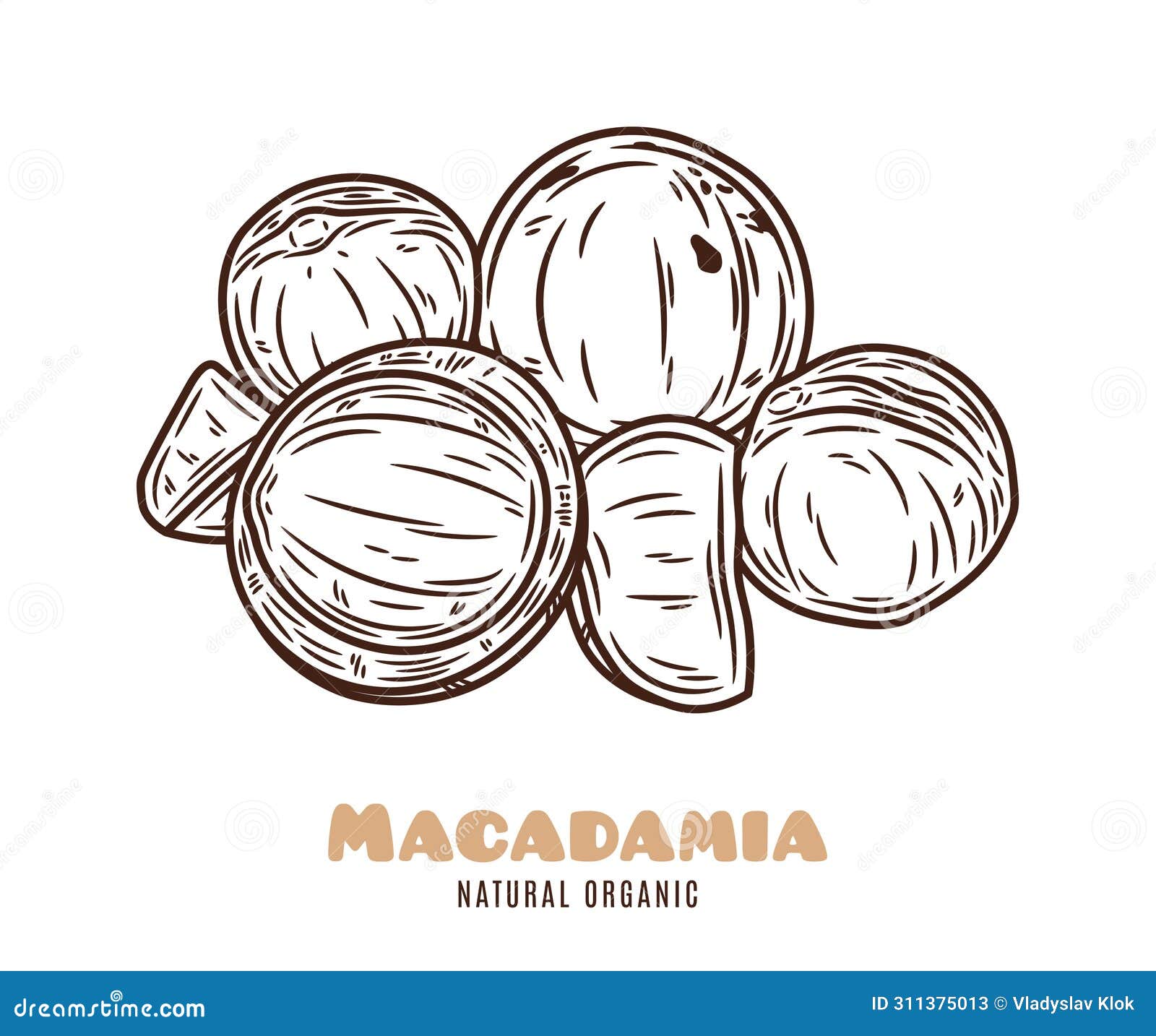 Vector Macadamia Illustration Stock Vector - Illustration of vegan ...
