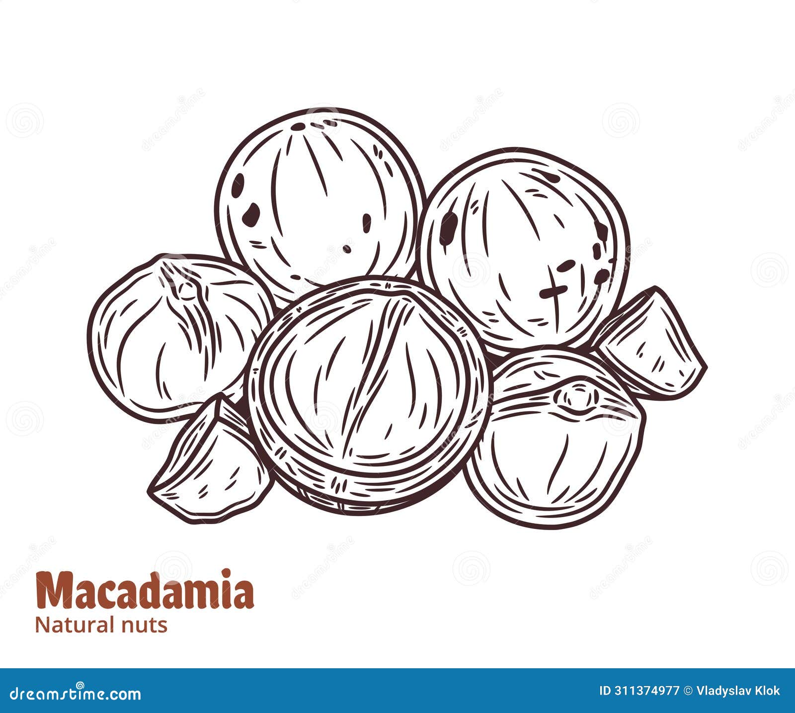 Vector Macadamia Hand Drawn Illustrations Set, Isolated Sketches, Nuts ...