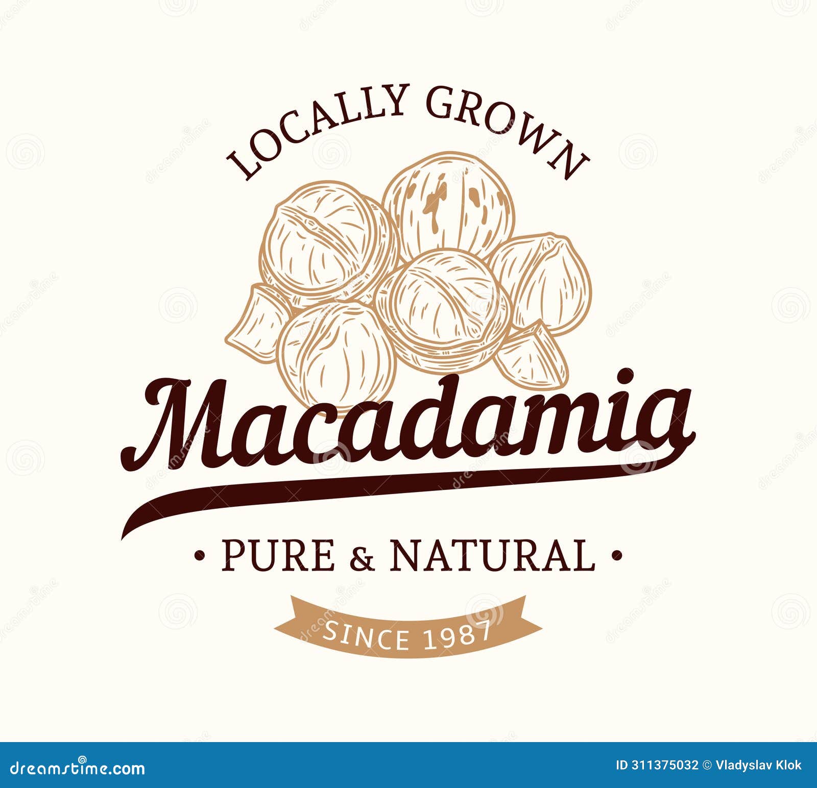 Vector Macadamia Set, Nut. Botanical Illustration | CartoonDealer.com ...
