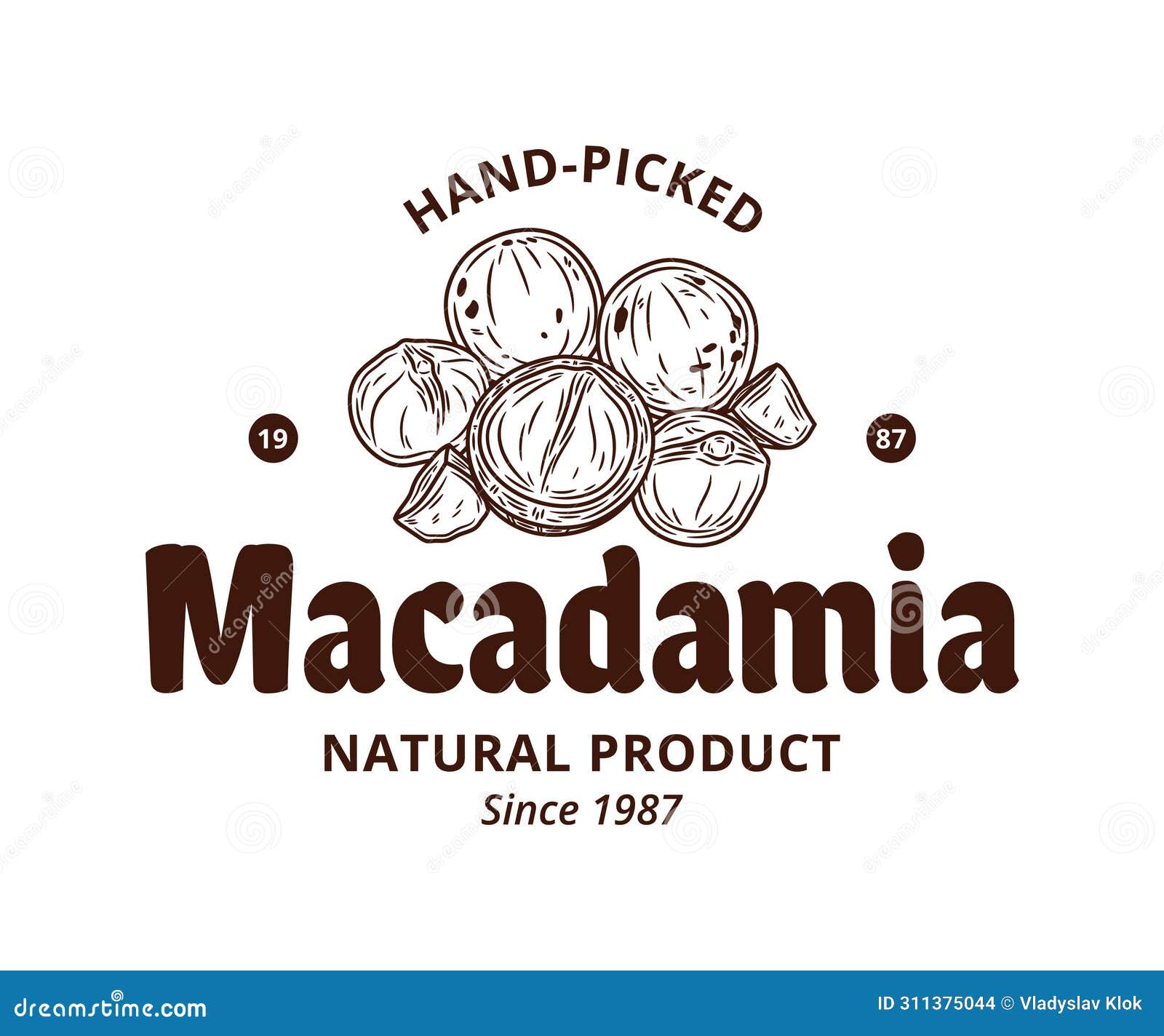 Vector Macadamia Set, Nut. Botanical Illustration | CartoonDealer.com ...