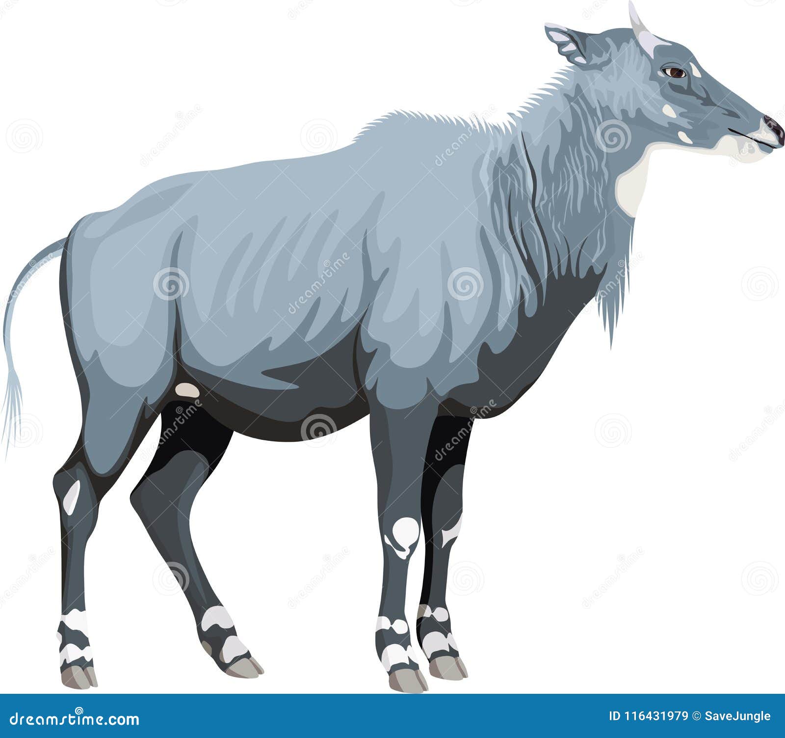 Vector Male Nilgai - Blue Bull Stock Vector - Illustration of endemic ...