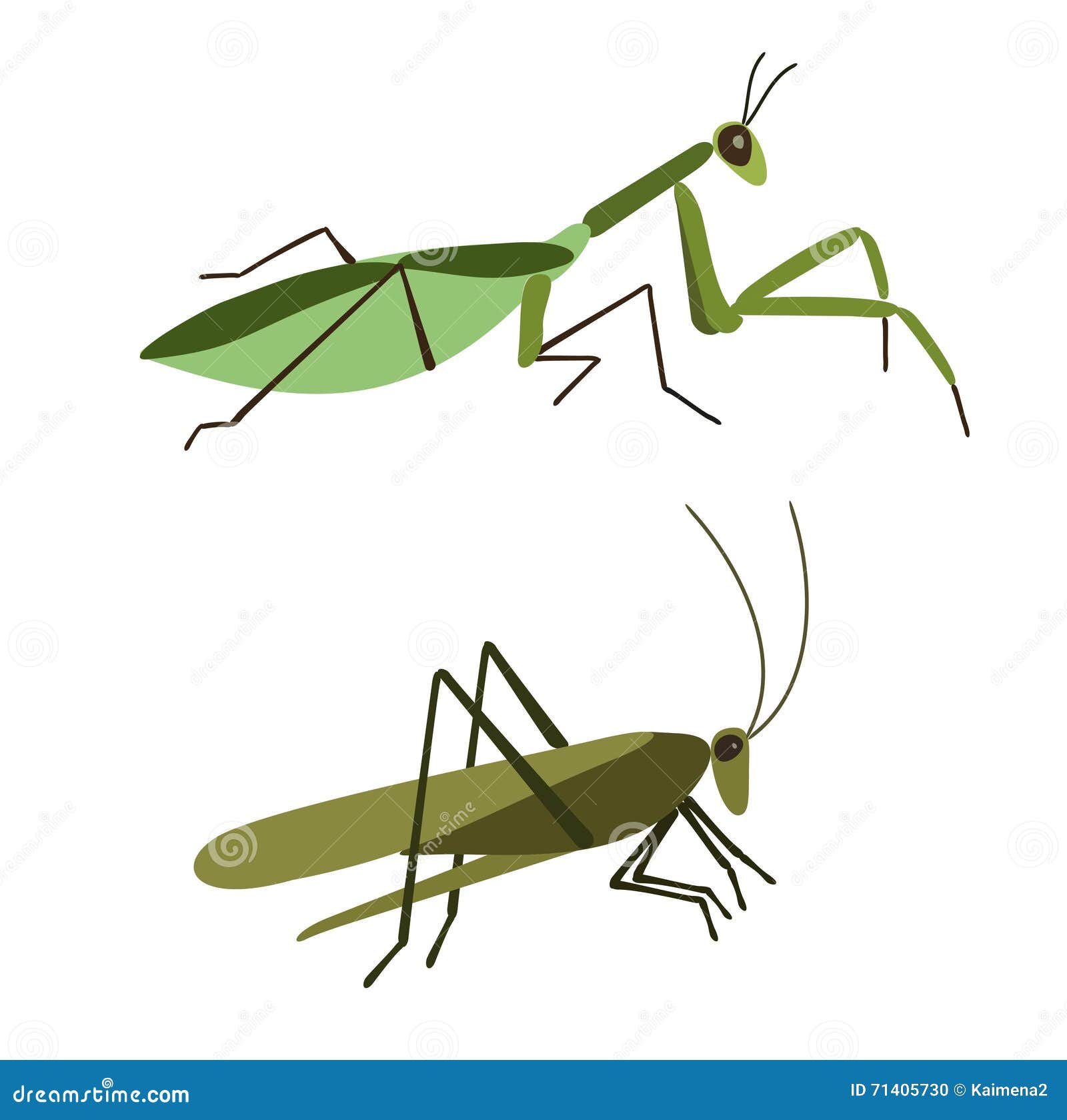Vector Mantis And Grasshopper On White Background. | CartoonDealer.com ...