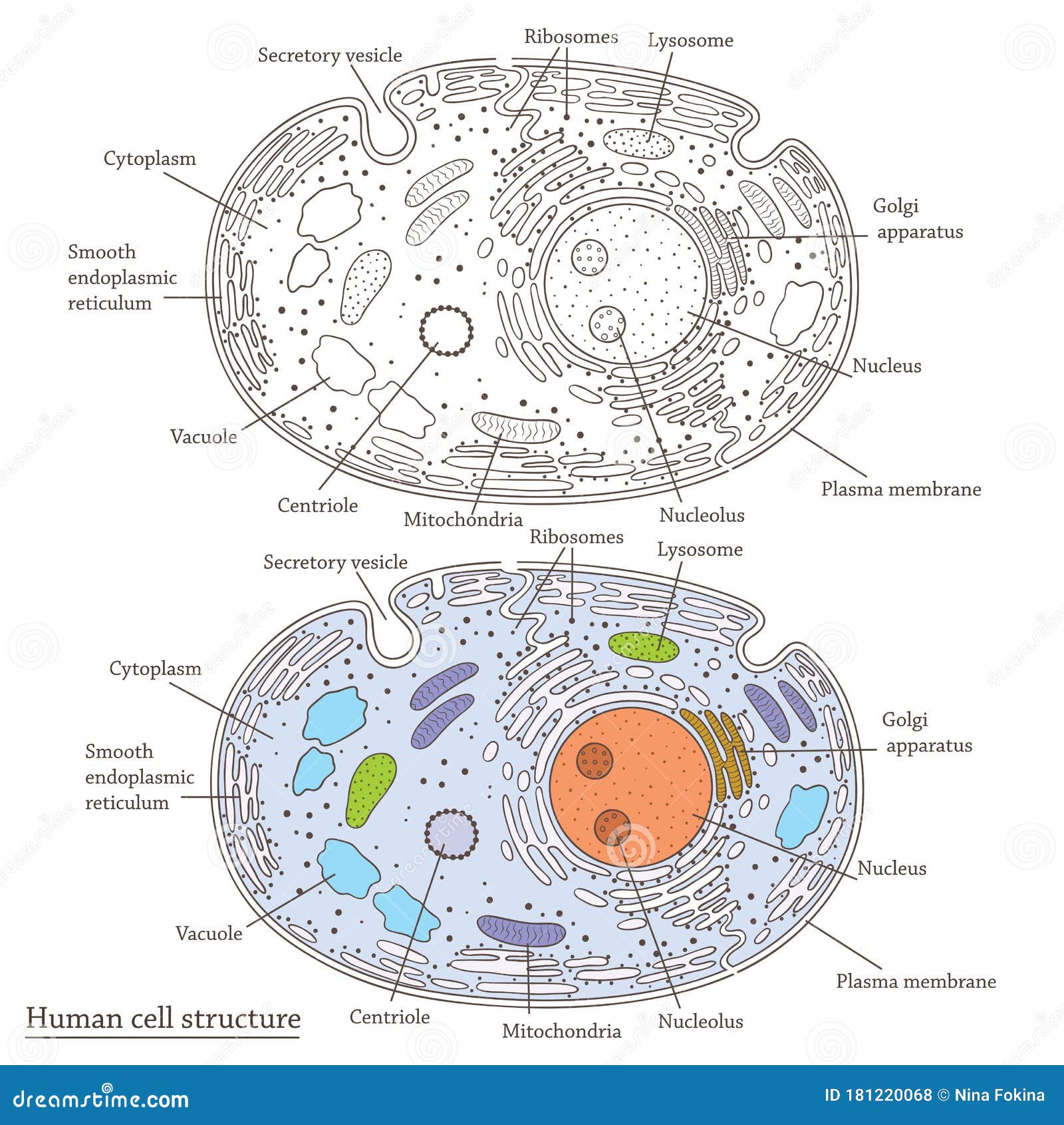 Human cell structure stock vector. Illustration of background - 181220068 Human cell structure stock vector. Illustration of background - 181220068
