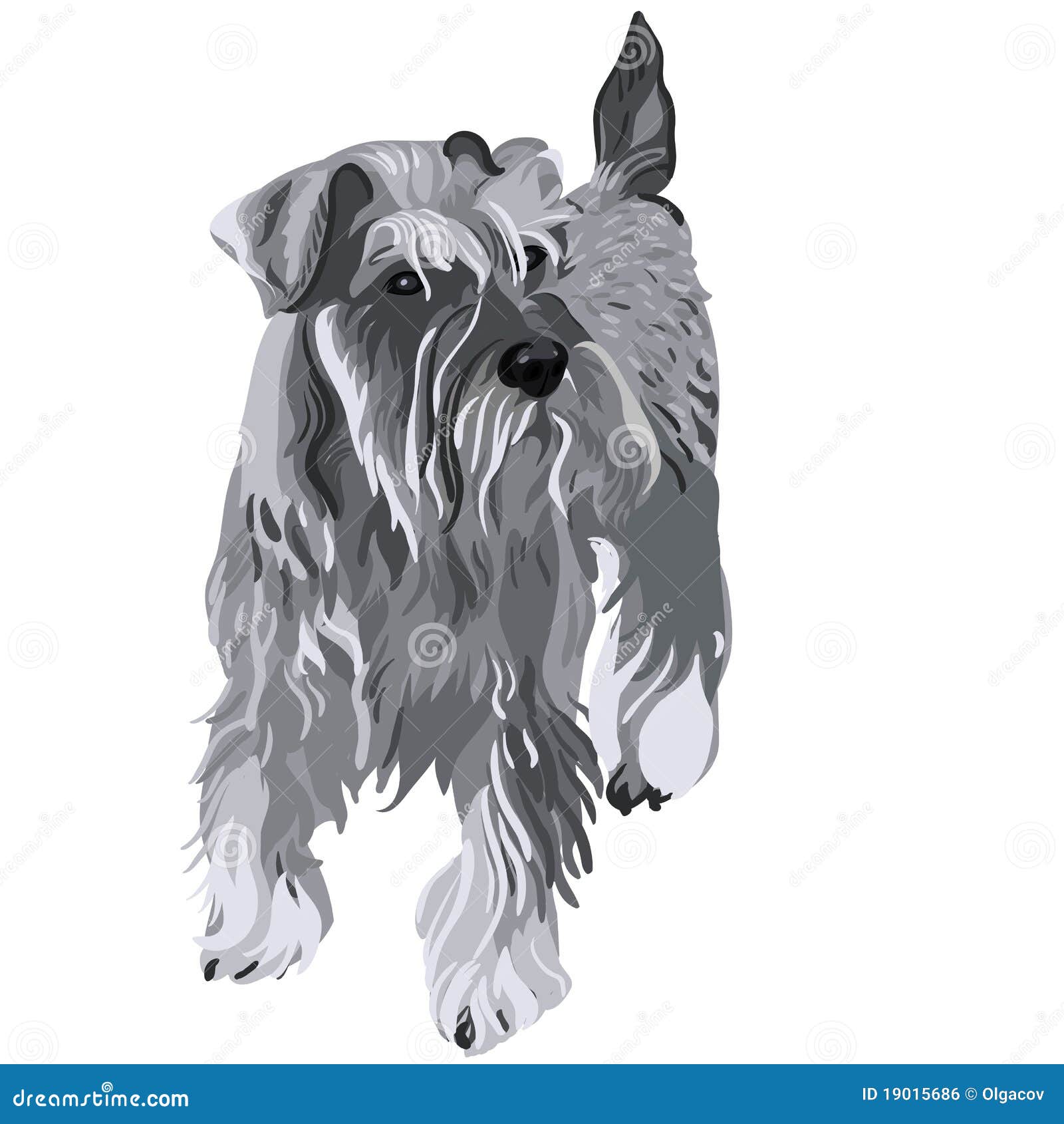 Vector Miniature Schnauzer Dog Stock Vector - Illustration of home ...