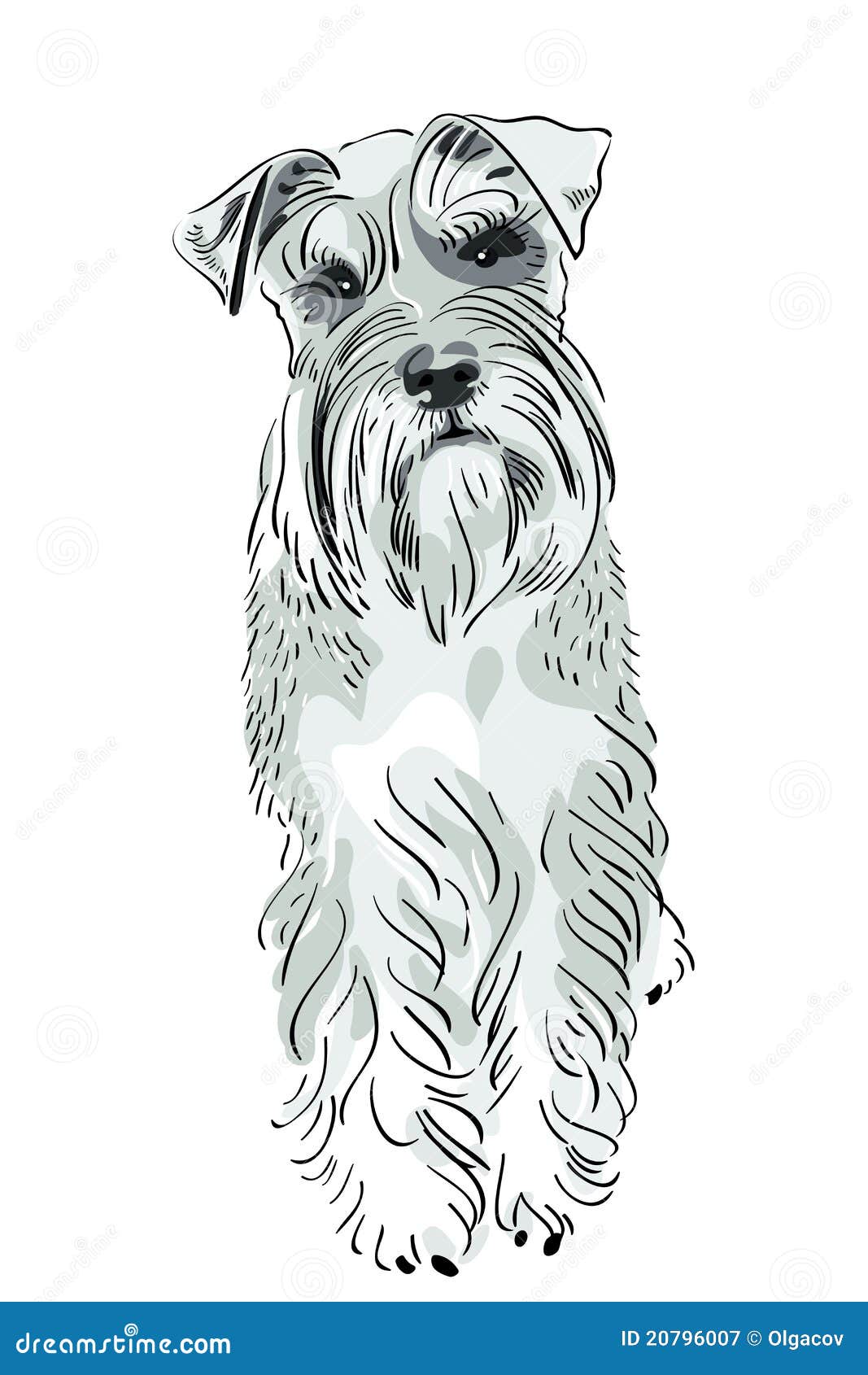 Vector Miniature Schnauzer Dog Stock Vector - Illustration of haircuts ...