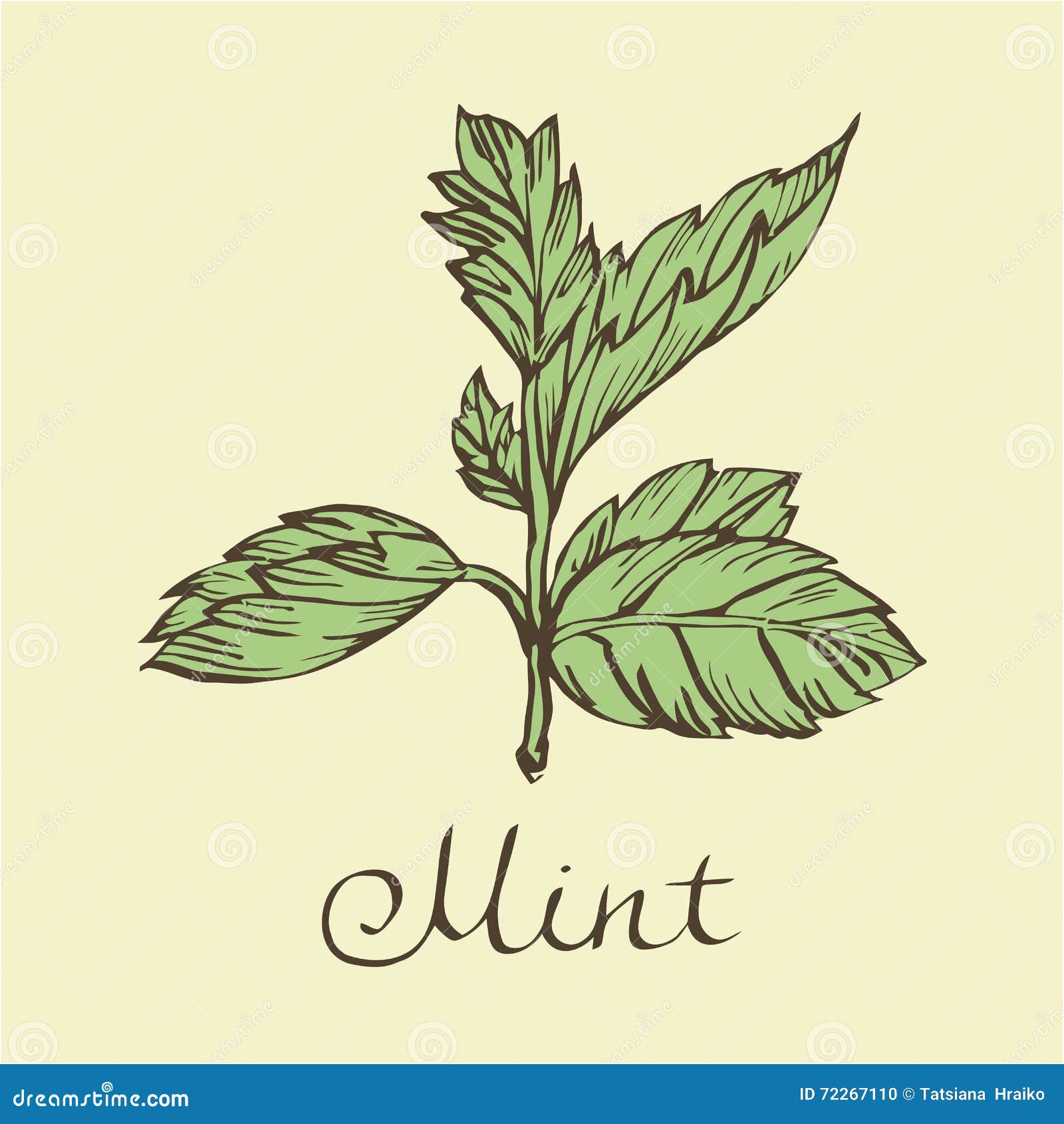 Vector Mint Illustration. Hand Drawn Vector Illustration Stock Vector ...