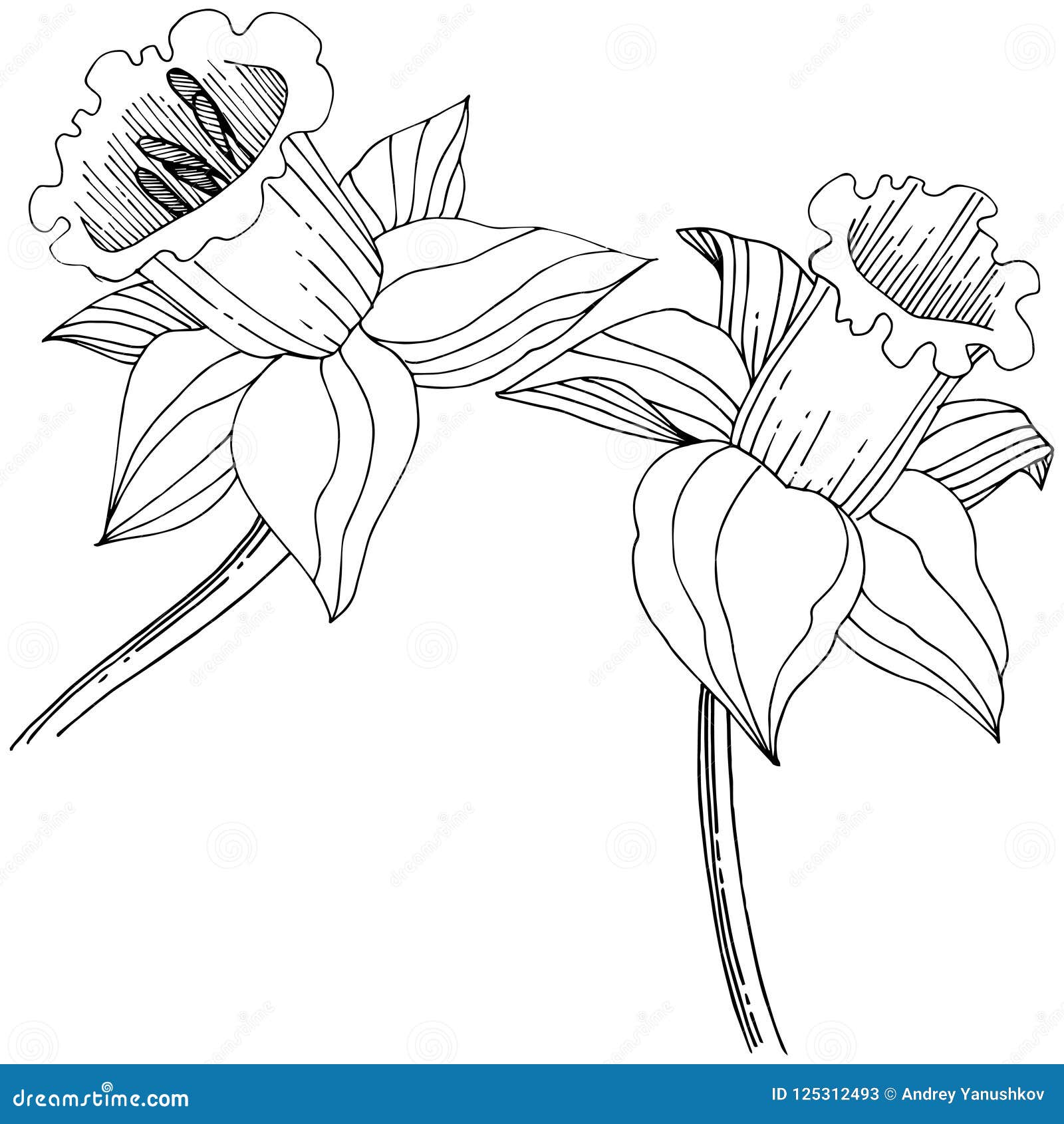 Vector Narcissus Wildflower. Floral Botanical Flower. Isolated ...