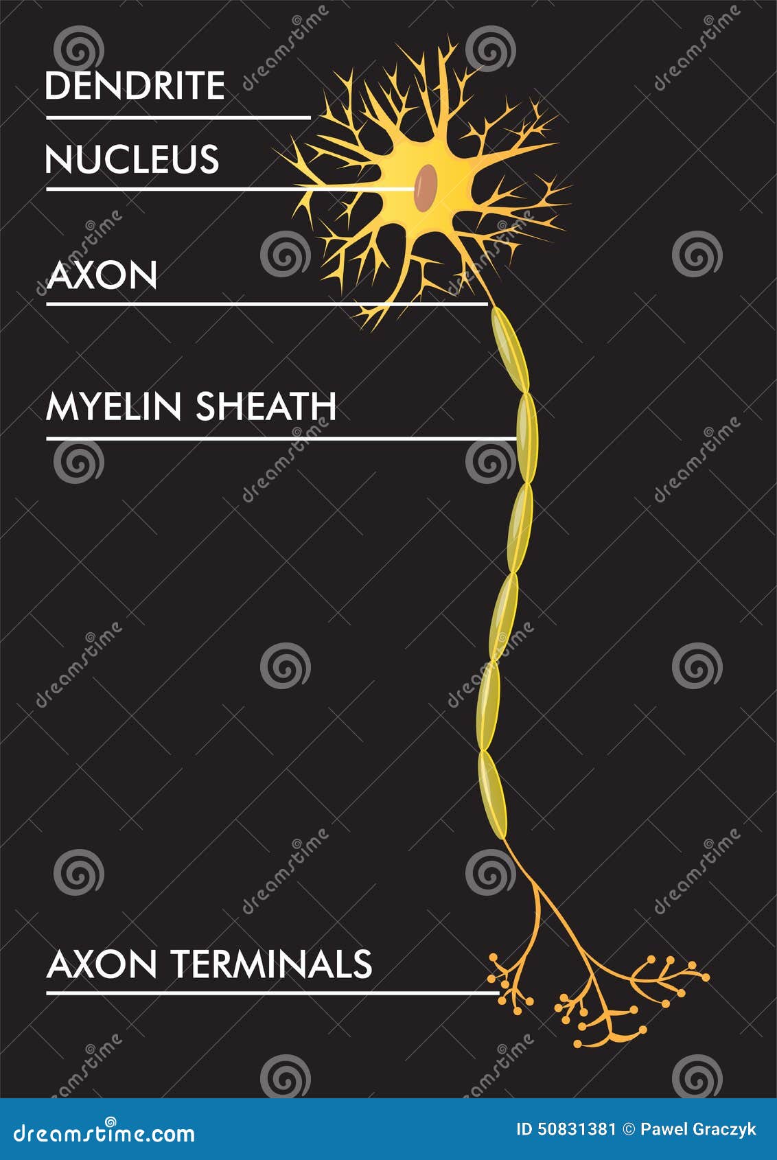 Vector neuron scheme stock vector. Illustration of structure - 50831381
