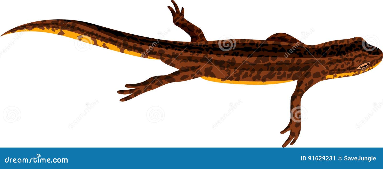Vector newt illustration stock vector. Illustration of nature - 91629231