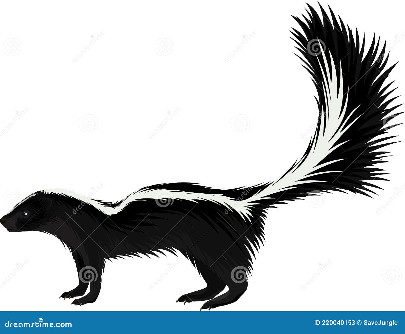 Vector North American Striped Skunk Stock Vector - Illustration of ...