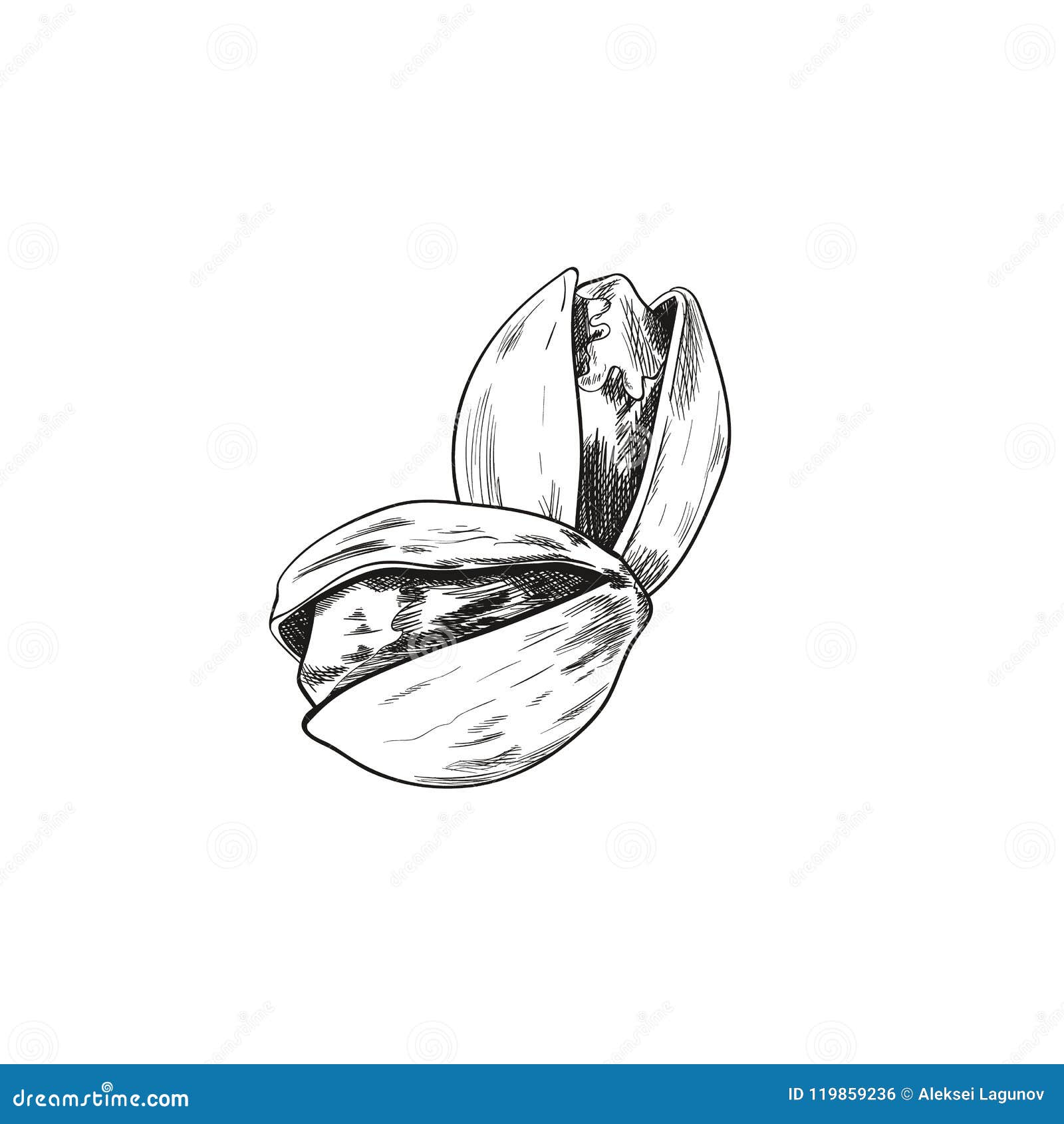 Vector Nuts Hand Drawn Illustration, Two Nuts, Outline Drawings ... Vector Nuts Hand Drawn Illustration, Two Nuts, Outline Drawings ...