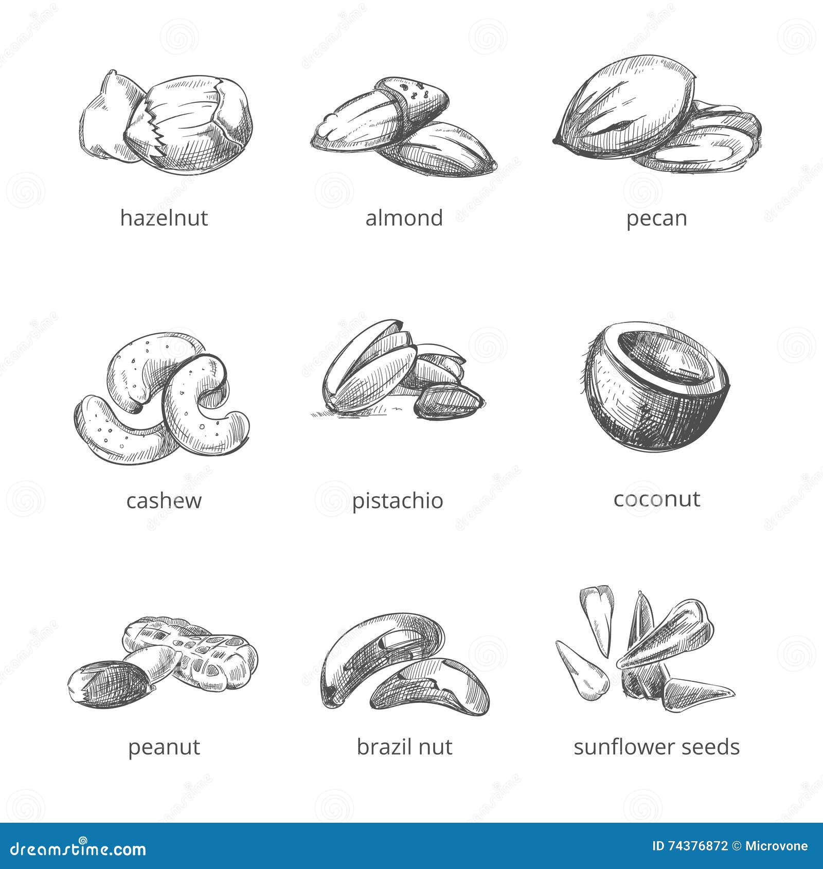 Vector Nuts Set In Hand Drawn Style | CartoonDealer.com #74376872
