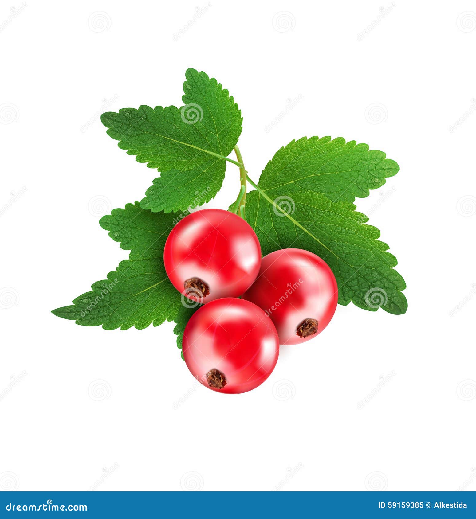 Vector O Corinto Vermelho Isolado Em Um Fundo Branco Imagem de Stock ...