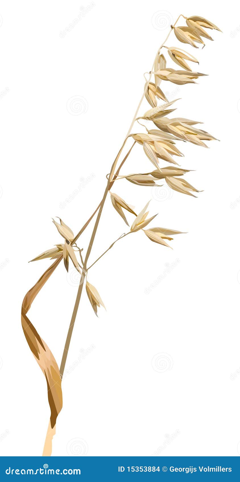 Vector oats. stock vector. Illustration of crop, macro - 15353884