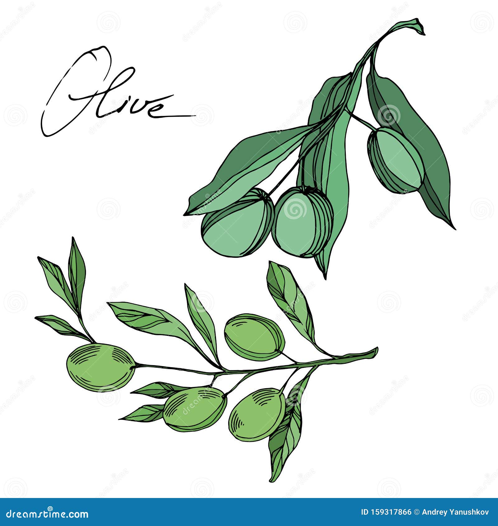 Vector Olive Branch with Fruit. Black and White Engraved Ink Art ...