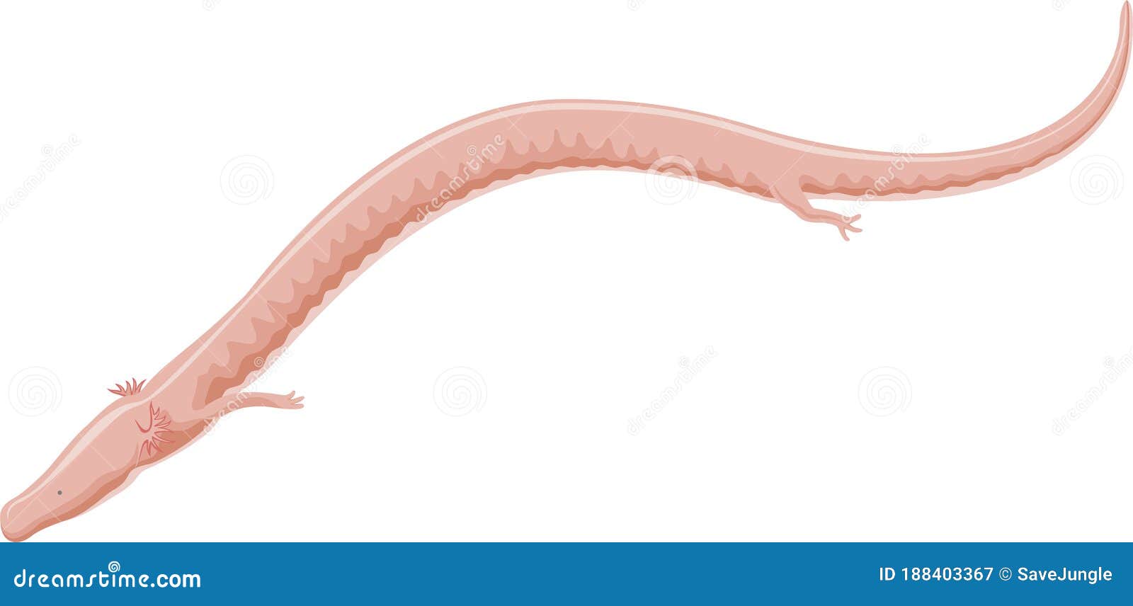 Vector Olm or Proteus - Cave Quatic Salamander Stock Vector ...