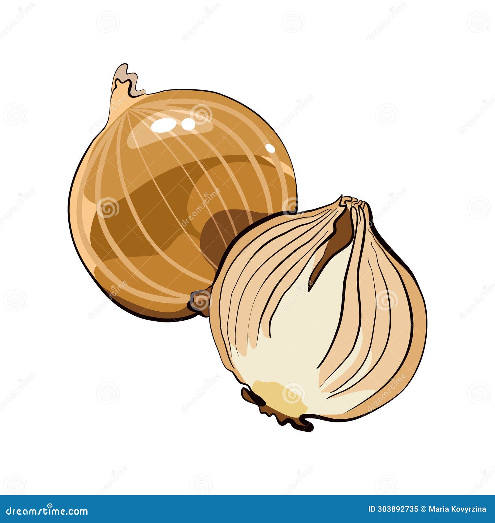 Vector Onion Half and Whole Stock Illustration - Illustration of ...