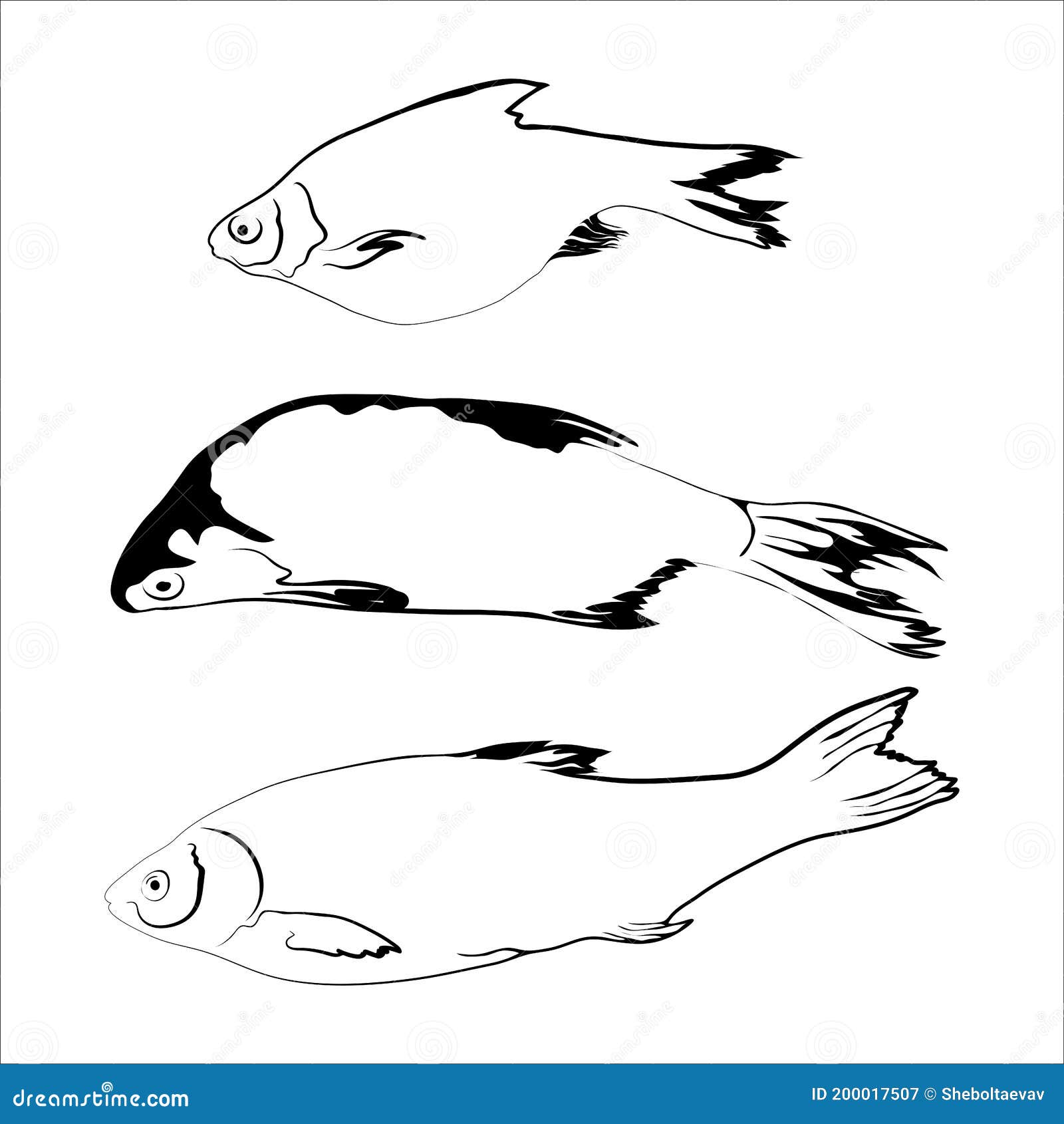 Vector Outline Drawing Of Three River Fish. Broodling, Ide, Roach ...
