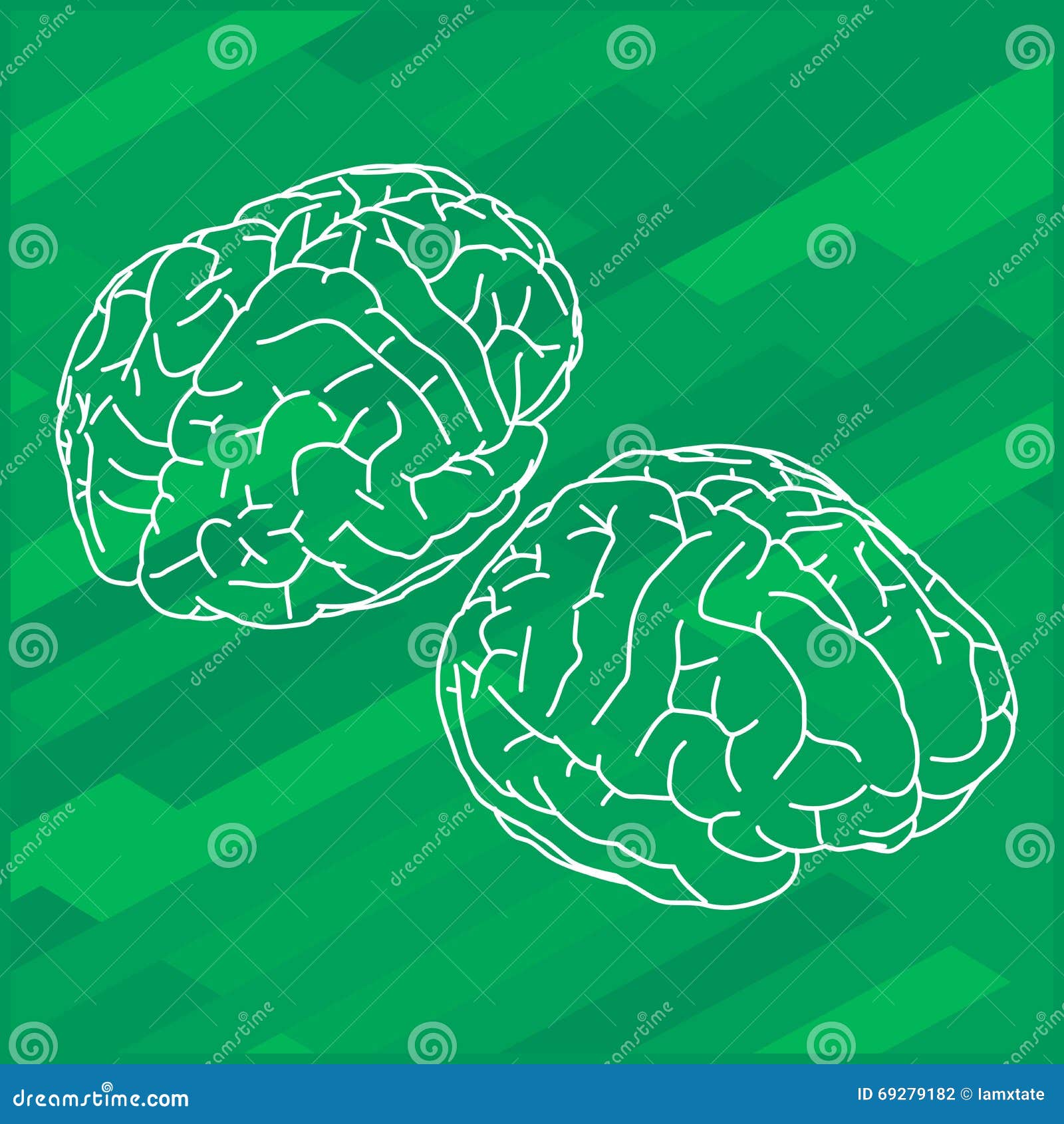Vector Outline Illustration Human Brain. Stock Vector - Illustration of ...