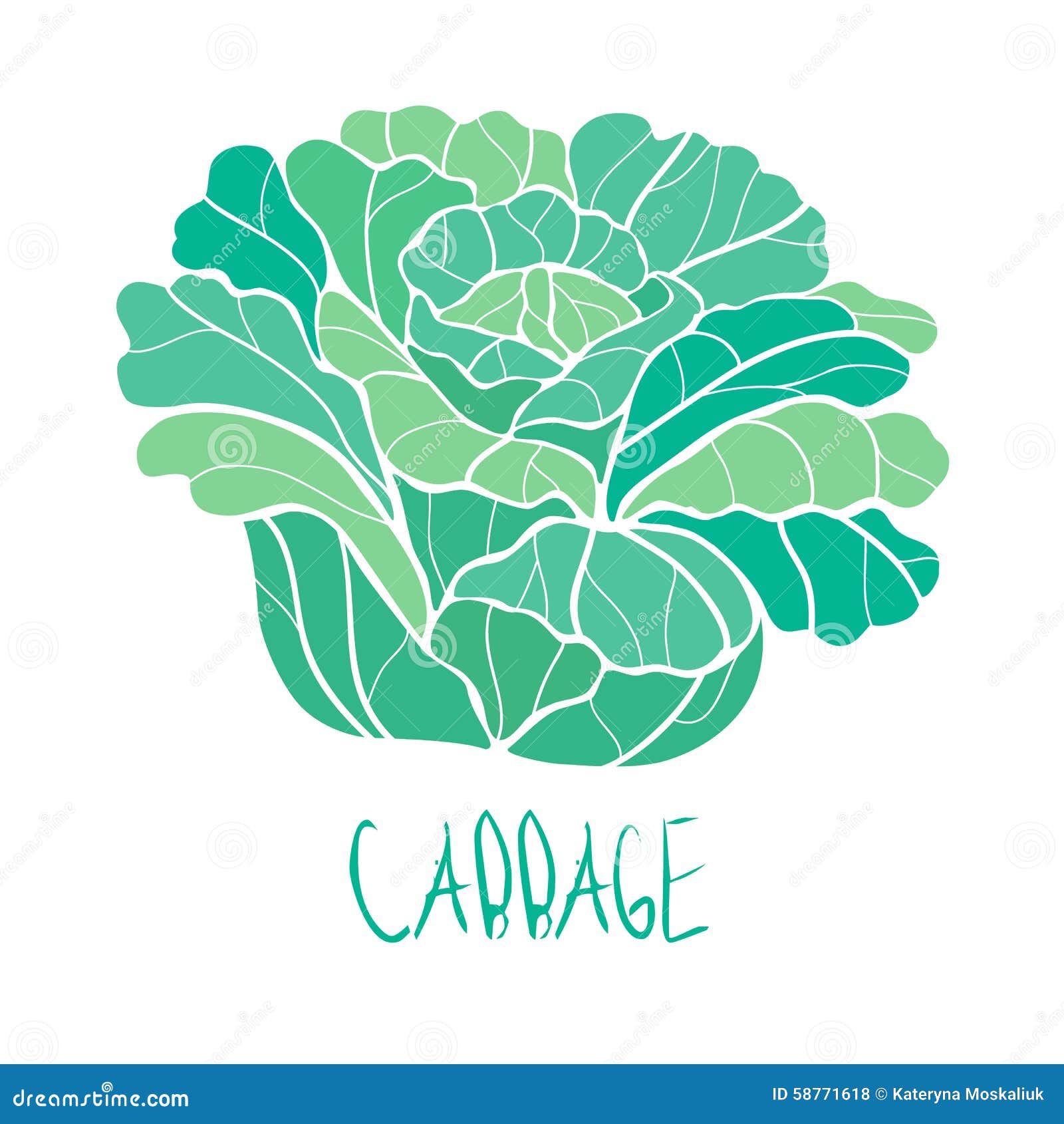 Vector Paint Hand Drawn Picture of Cabbage Stock Vector - Illustration ...
