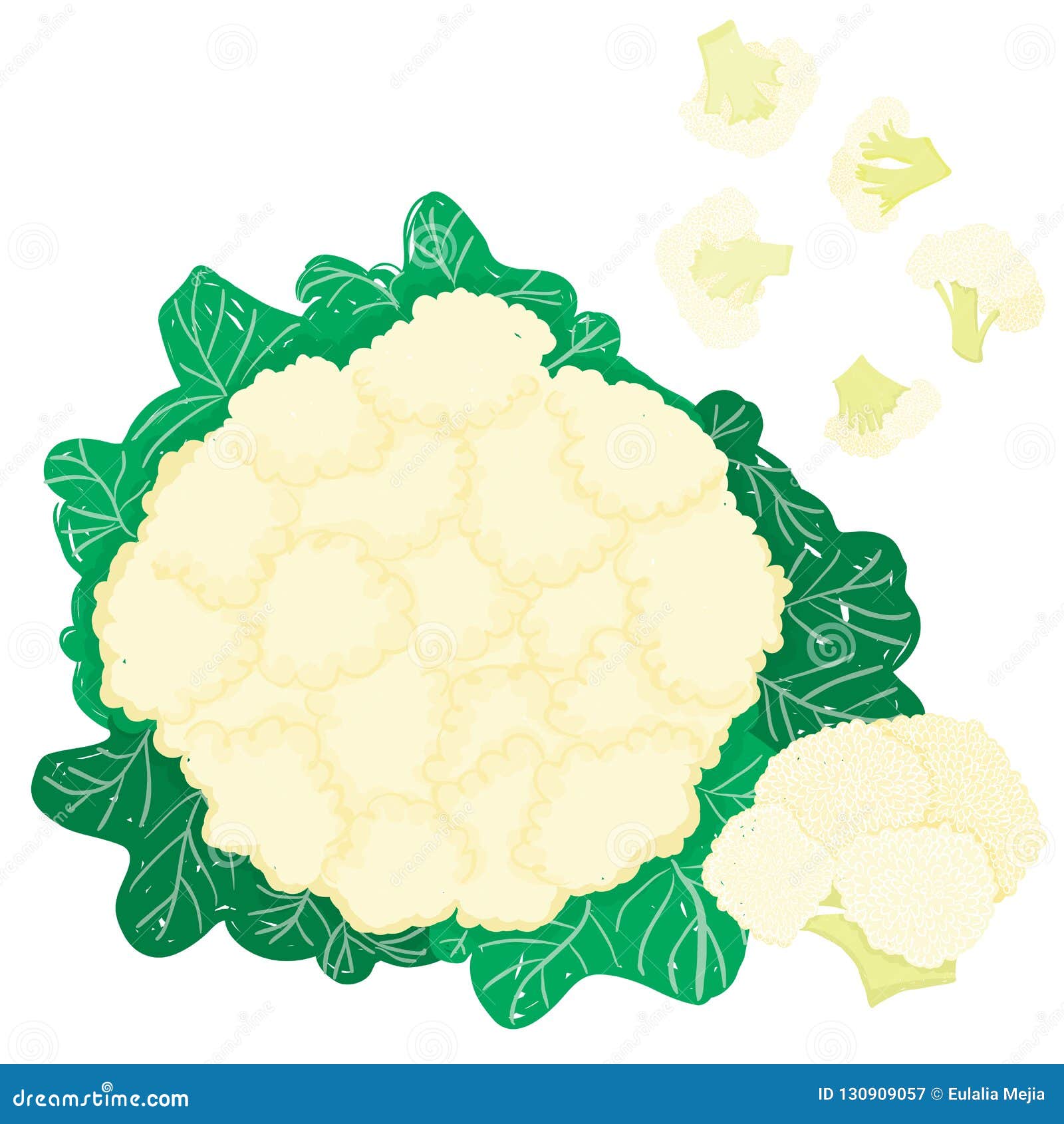 Vector Painterly Coliflower Editable, Scalable Illustration. Stock ...