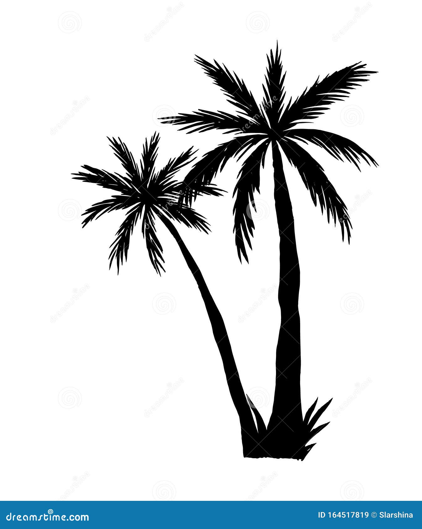 Vector Palms Isolated On White Background. Hand Drawn Illustration Of ...