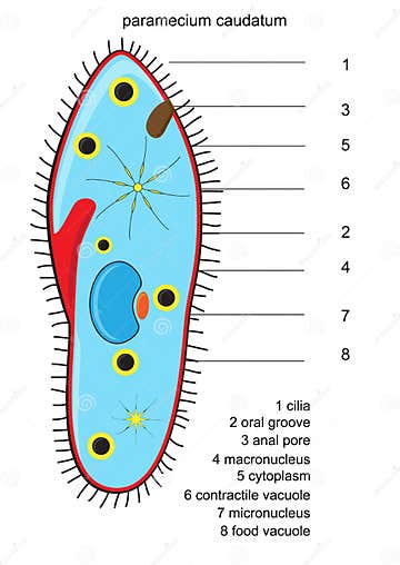 Vector Paramecium Structure Stock Vector - Illustration of cytoplasm ...