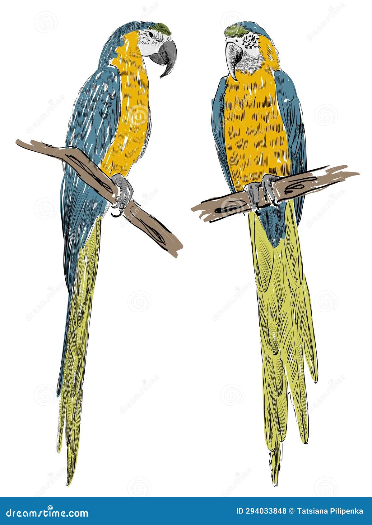 Vector parrots stock illustration. Illustration of tropical - 294033848