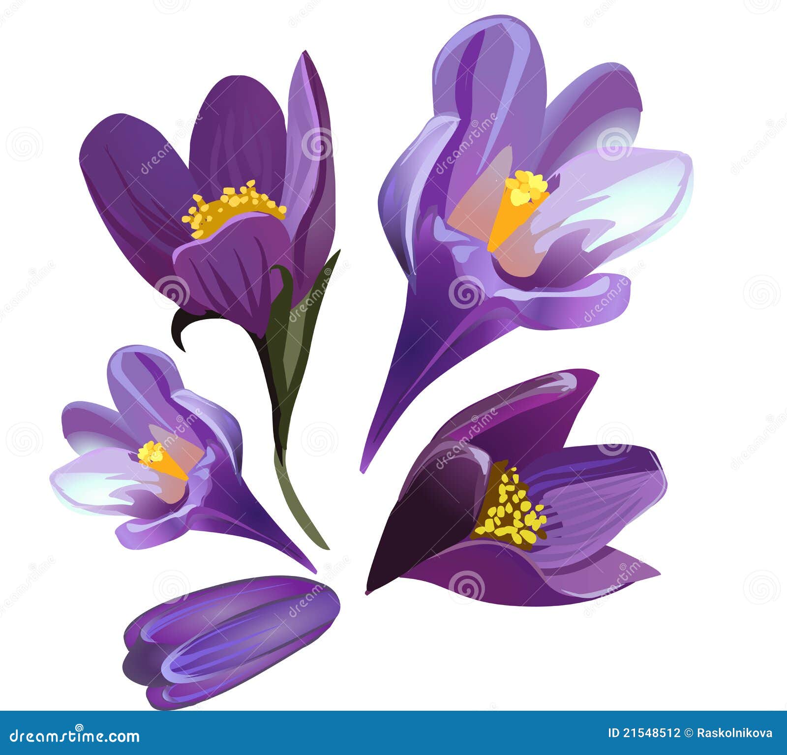 Vector pasque-flower stock vector. Illustration of blue - 21548512