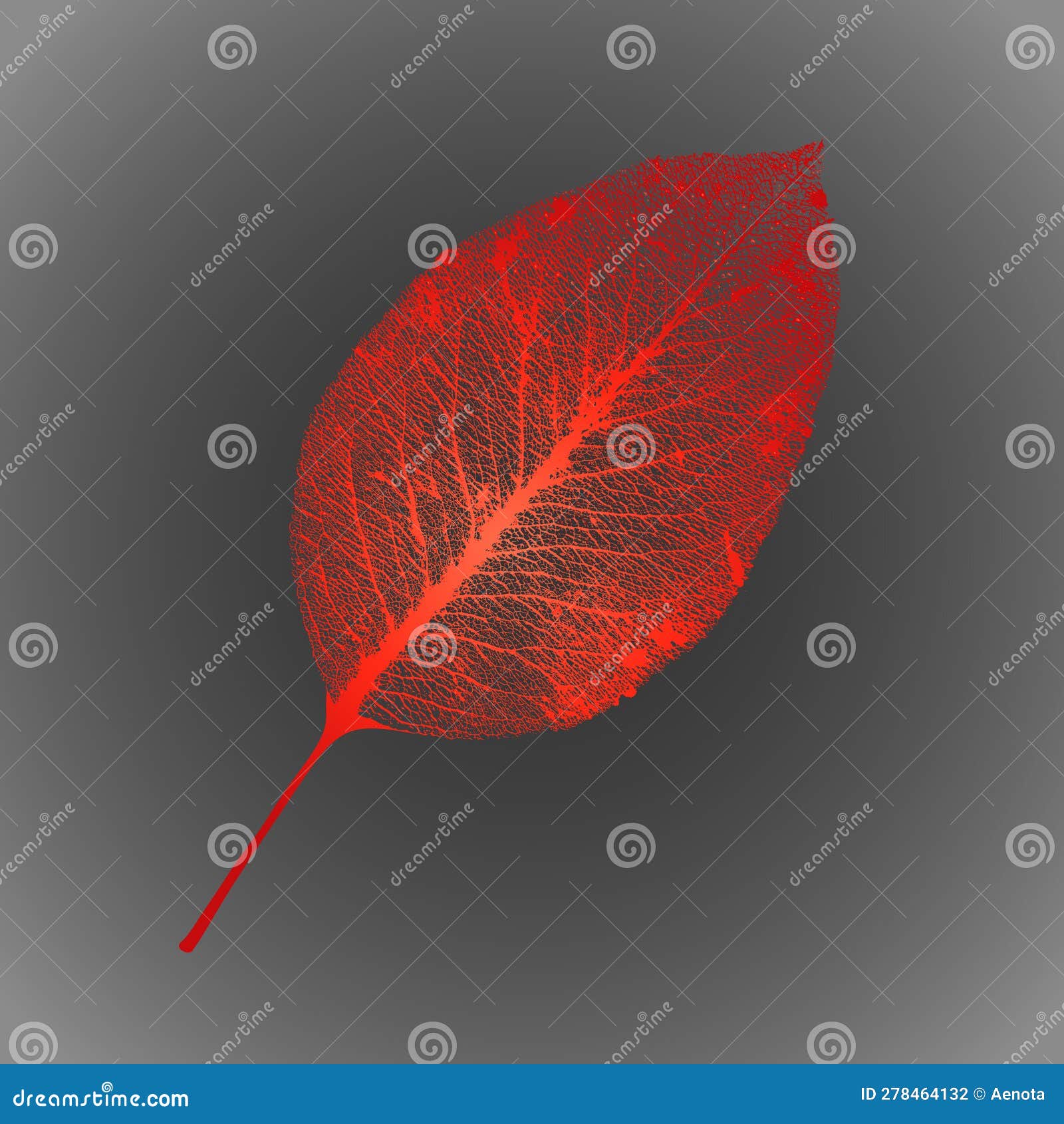 Vector Pear-tree Leaf Structure Skeletons Stock Vector - Illustration ...