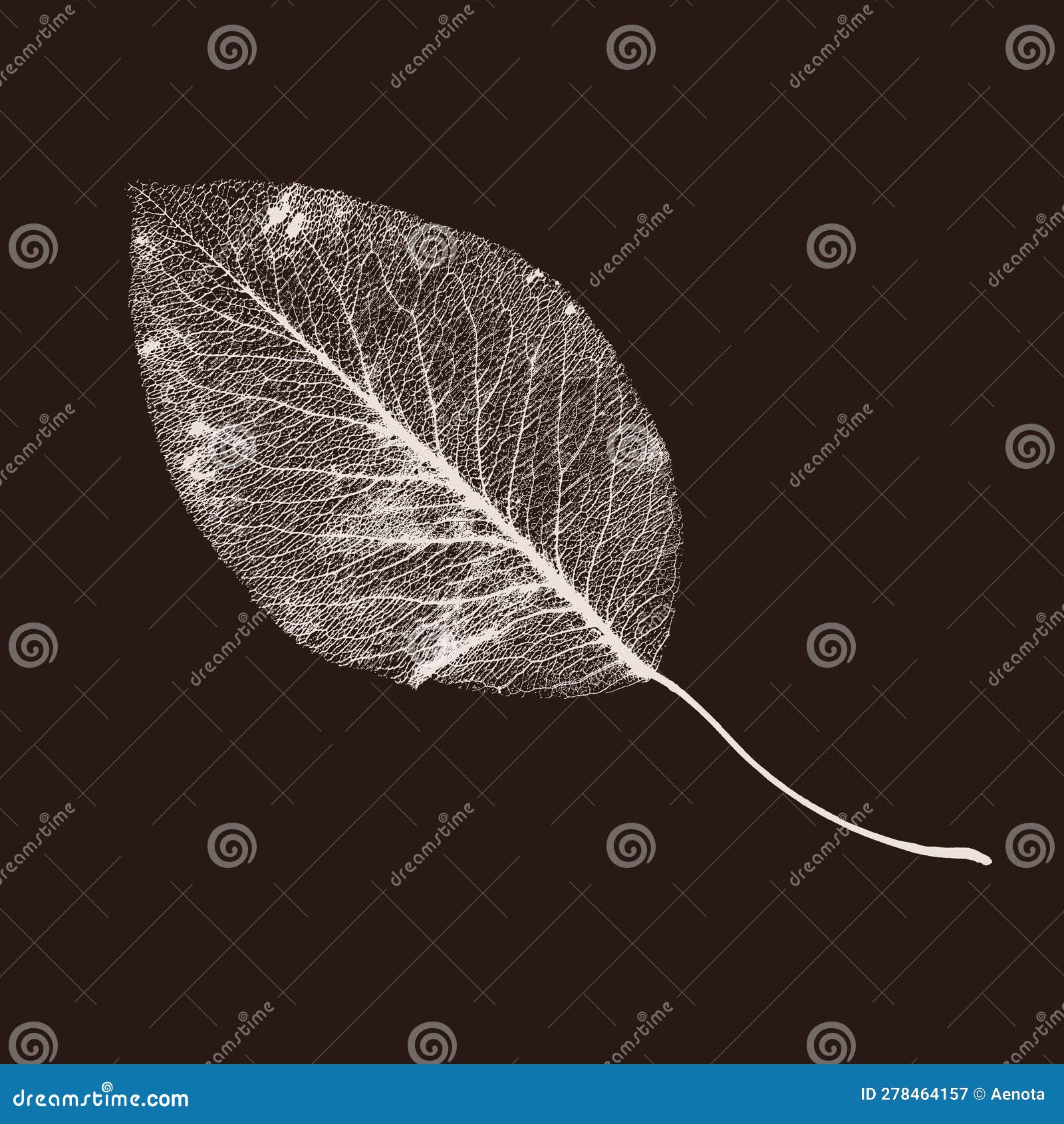 Vector Pear-tree Leaf Structure Skeletons Stock Vector - Illustration ...
