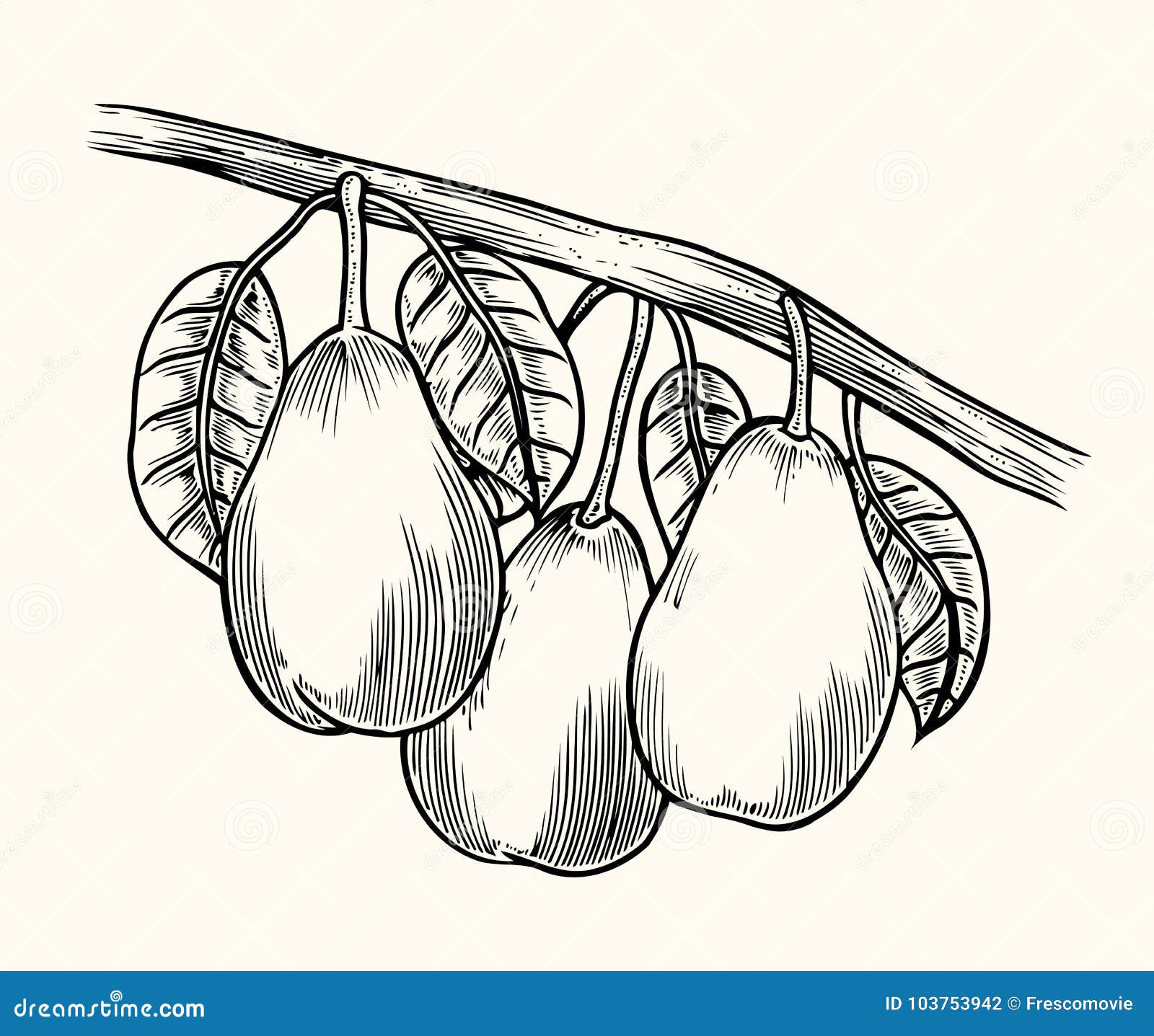 Vector Pear Tree Vintage Sketch. Stock Vector - Illustration of branch ...