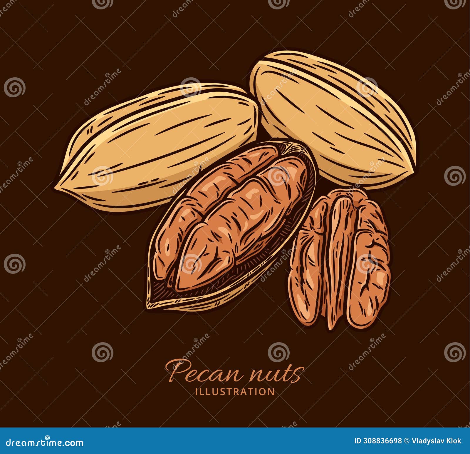 Vector Pecan Nut Colorful Illustration Stock Vector - Illustration of ...