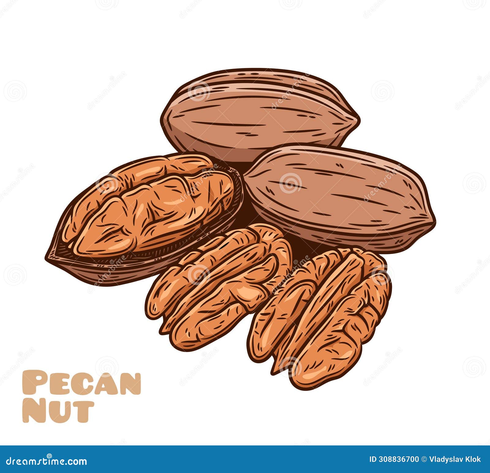 Vector Pecan Nut Logo | CartoonDealer.com #308836715