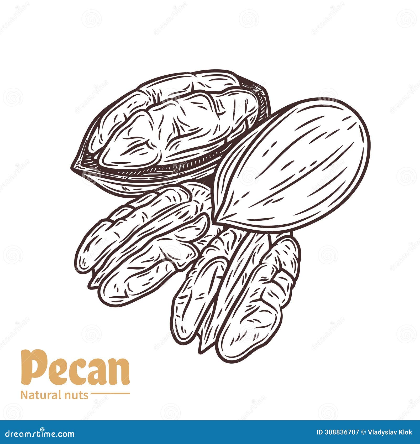 Vector Pecan Nut Illustration Stock Vector - Illustration of outline ...