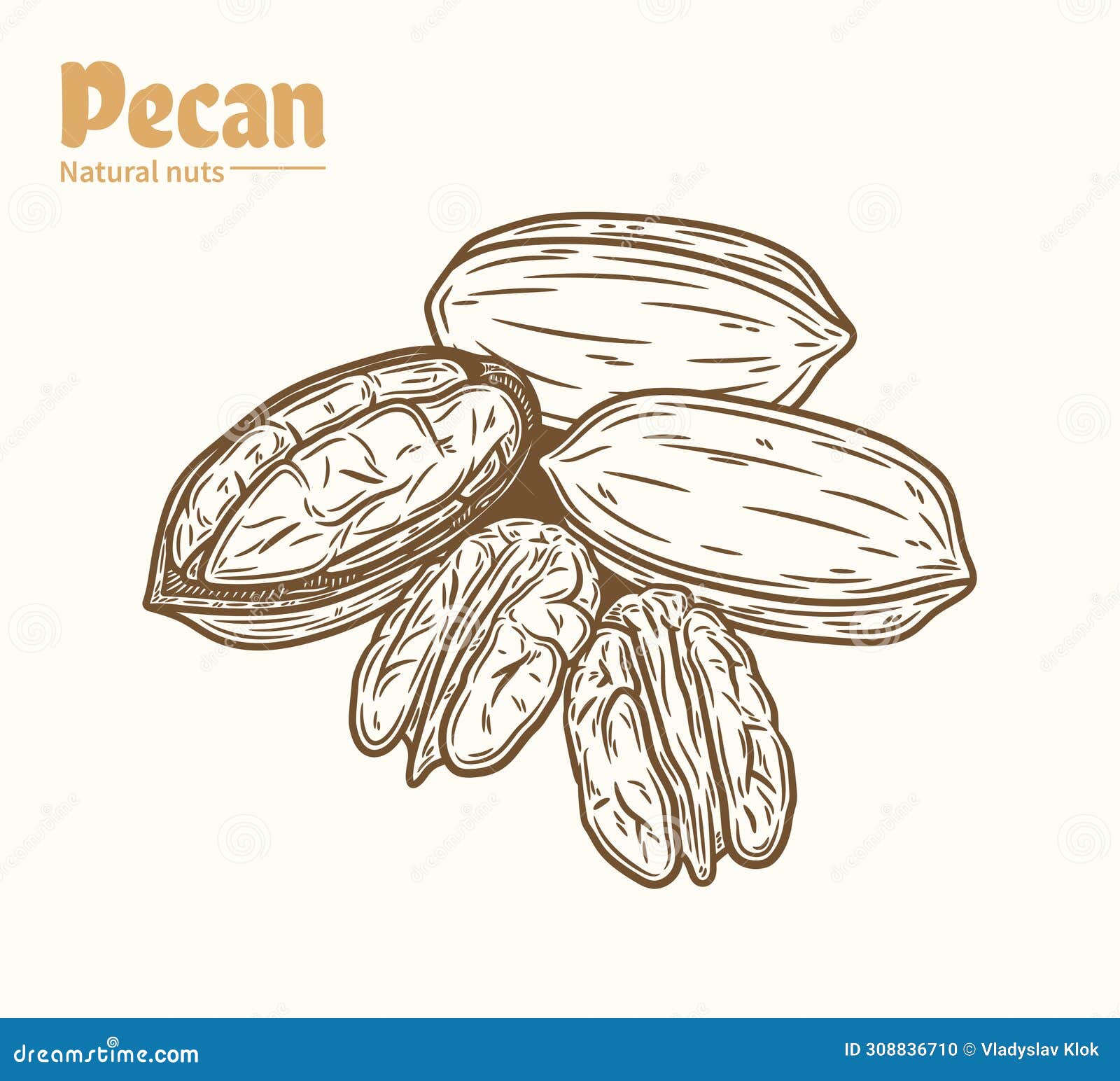 Vector Pecan Nut Illustration Stock Vector - Illustration of product ...