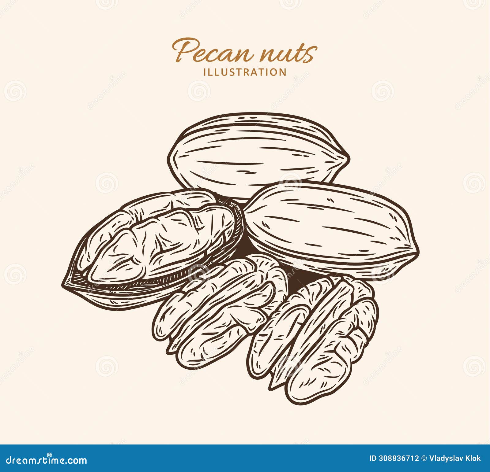 Vector Pecan Nut Illustration Stock Vector - Illustration of protein ...