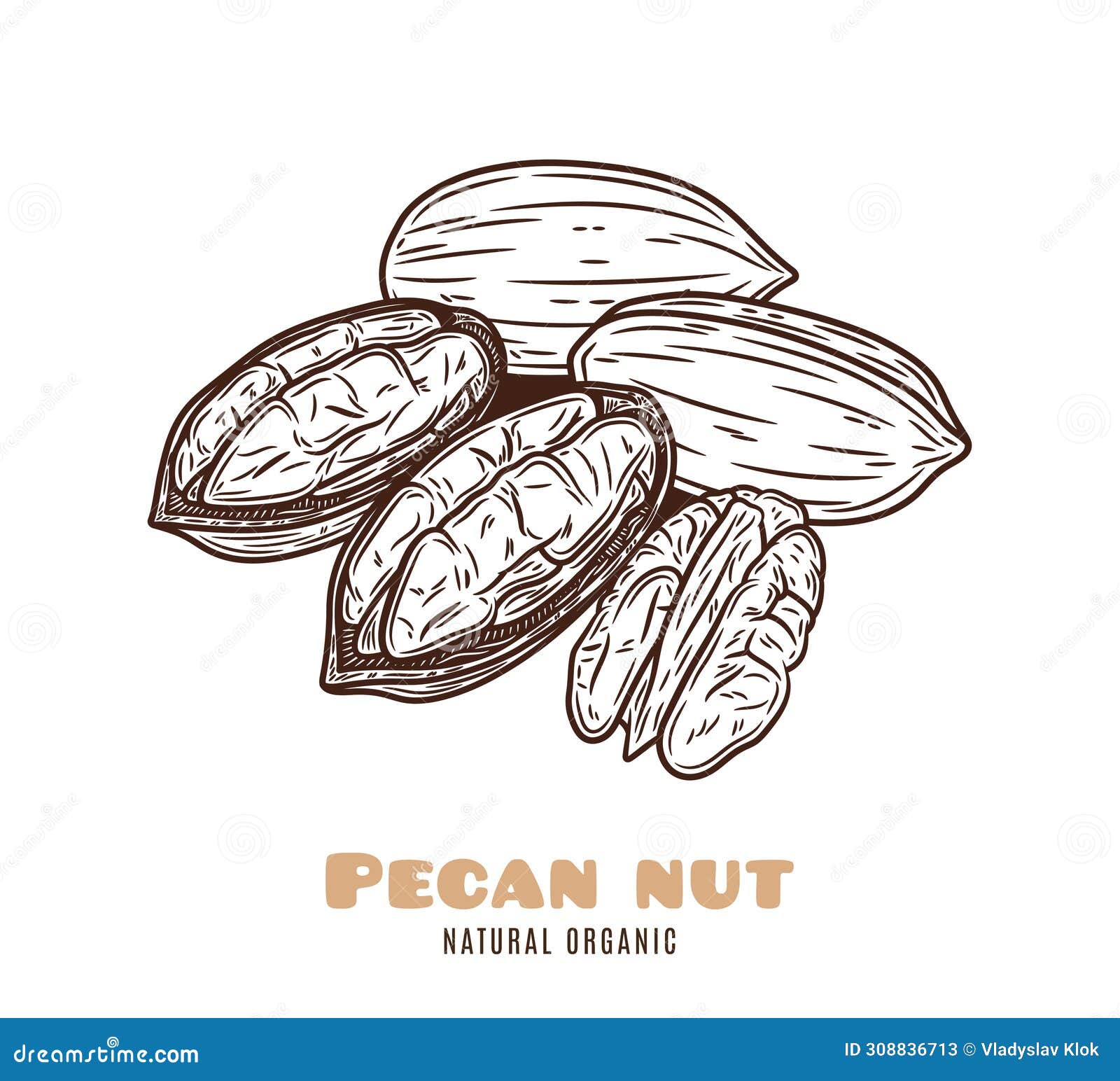 Vector Pecan Nut Logo | CartoonDealer.com #308836730