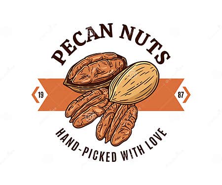 Vector pecan nut logo stock vector. Illustration of pecan - 308836726